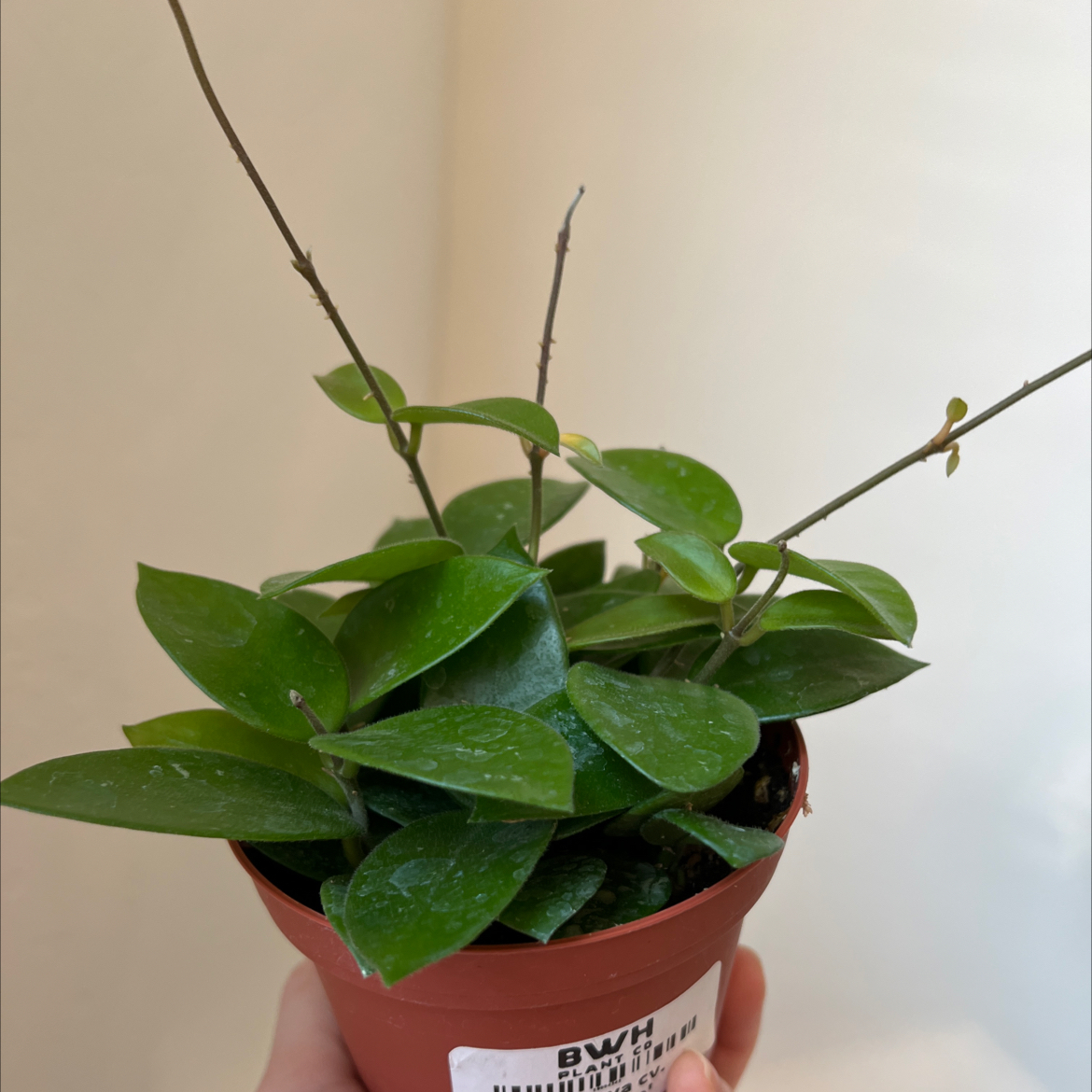 Hoya 'Chouke': How Much Water & Light Does it Need to Thrive?