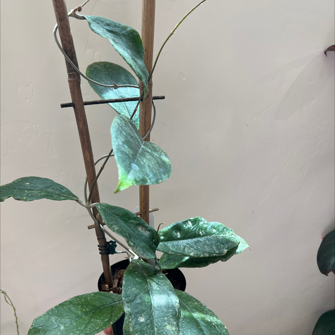 Hoya Chicken Farm Plant Care: Water, Light, Nutrients | Greg App 🌱