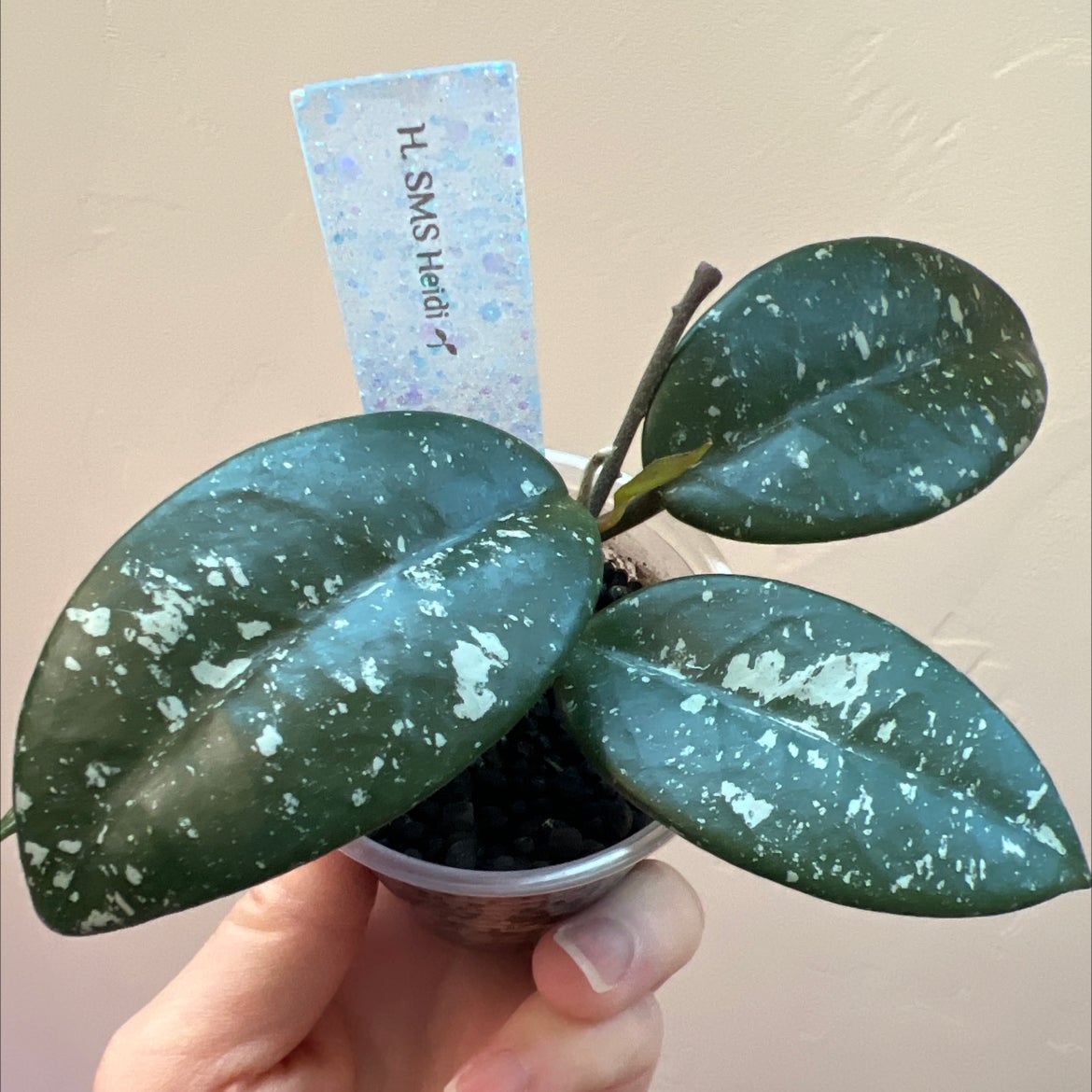 The Complete Hoya 'Heidi' Plant Care Guide: Water, Light & Beyond