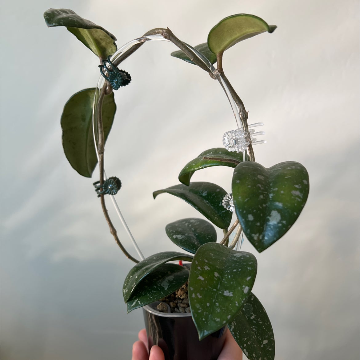 Hoya 'Heidi' Care 101: Water, Light & Growing Tips