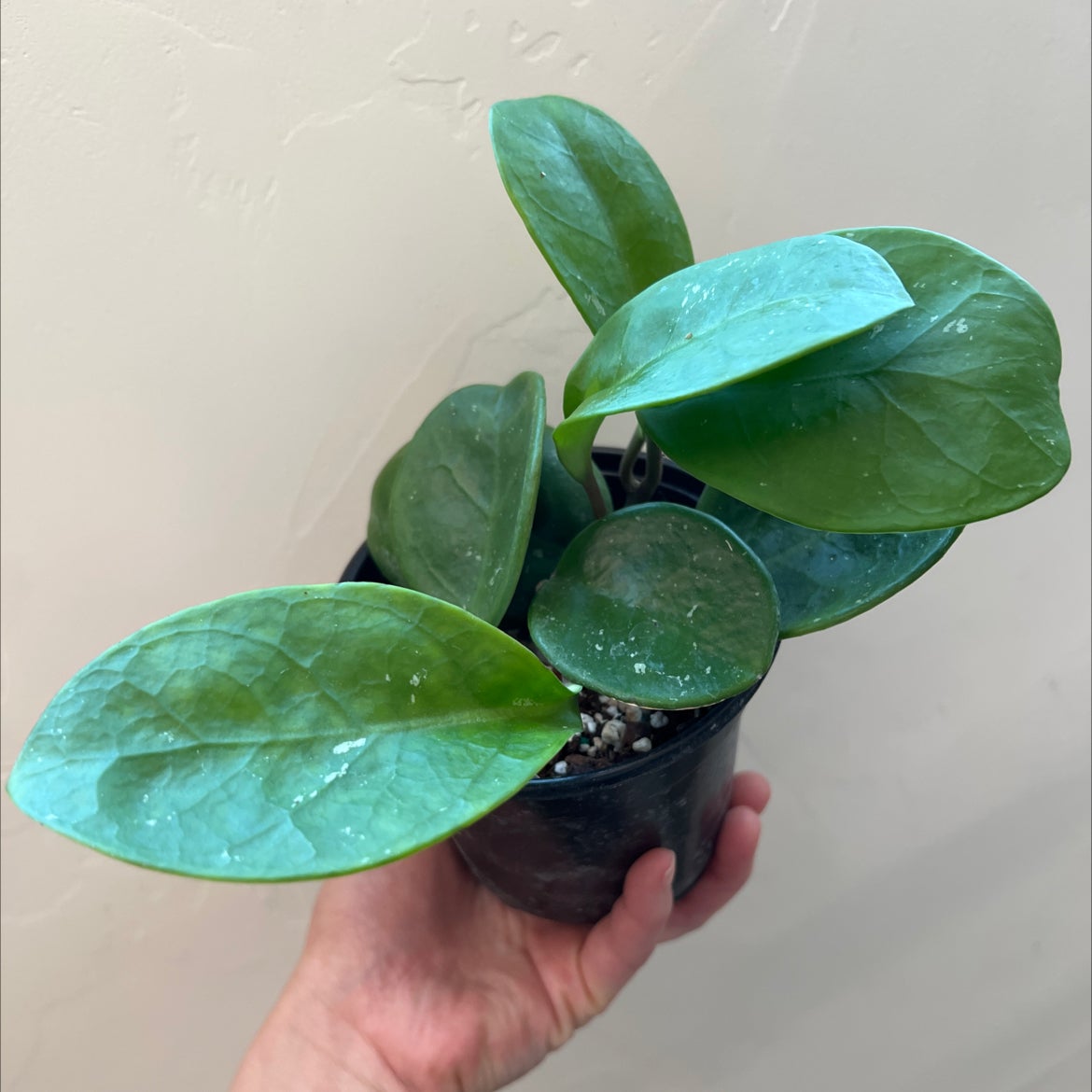 Diagnosing hoya obovata root rot