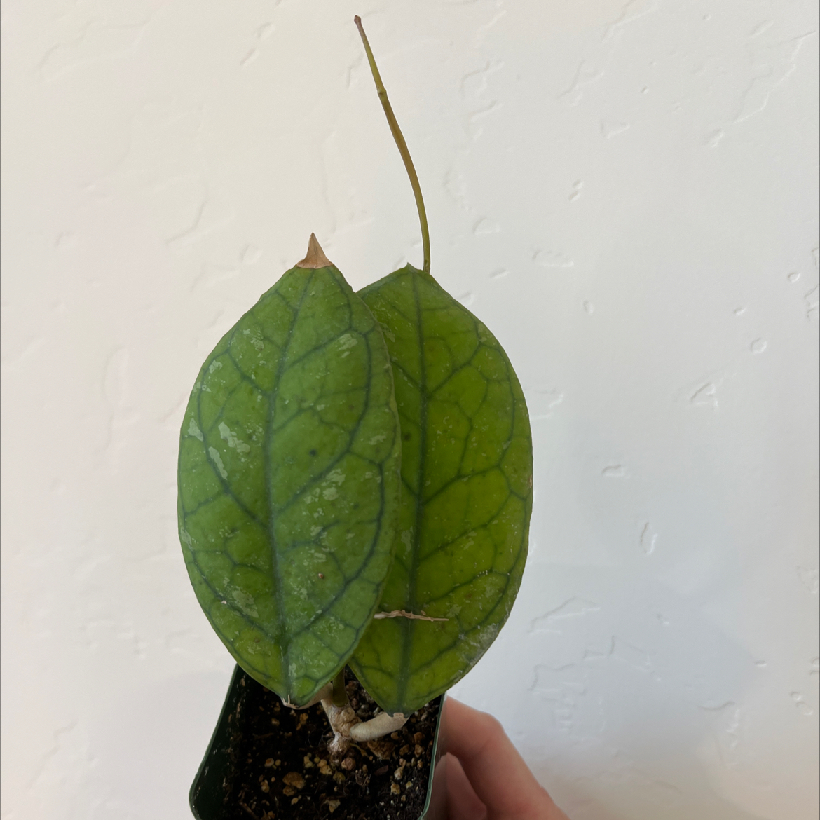 Hoya Irina: How Much Water & Light Does it Need to Thrive?