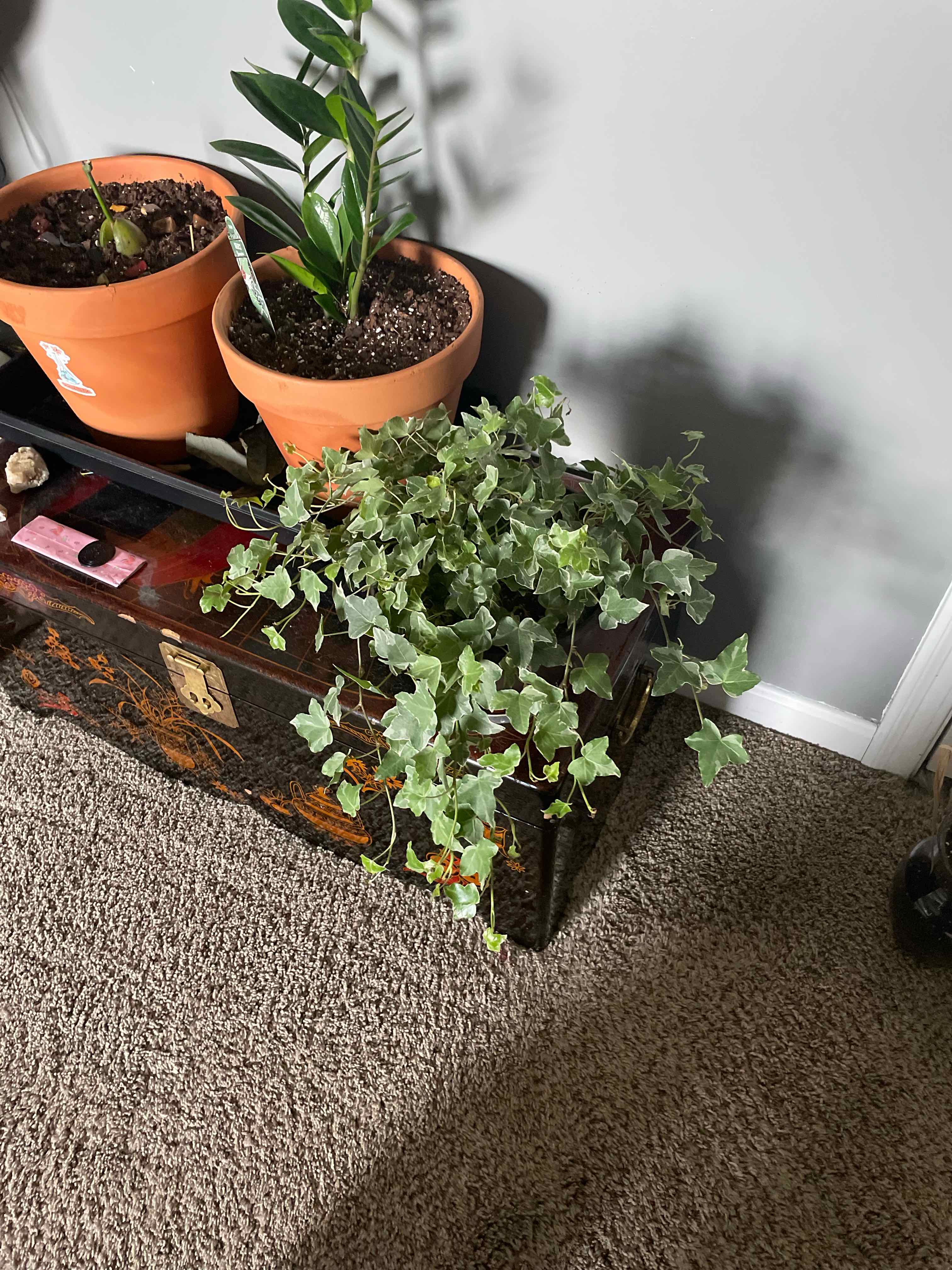 What Should I Do When Tree Ivy Leaves Turn Yellow?