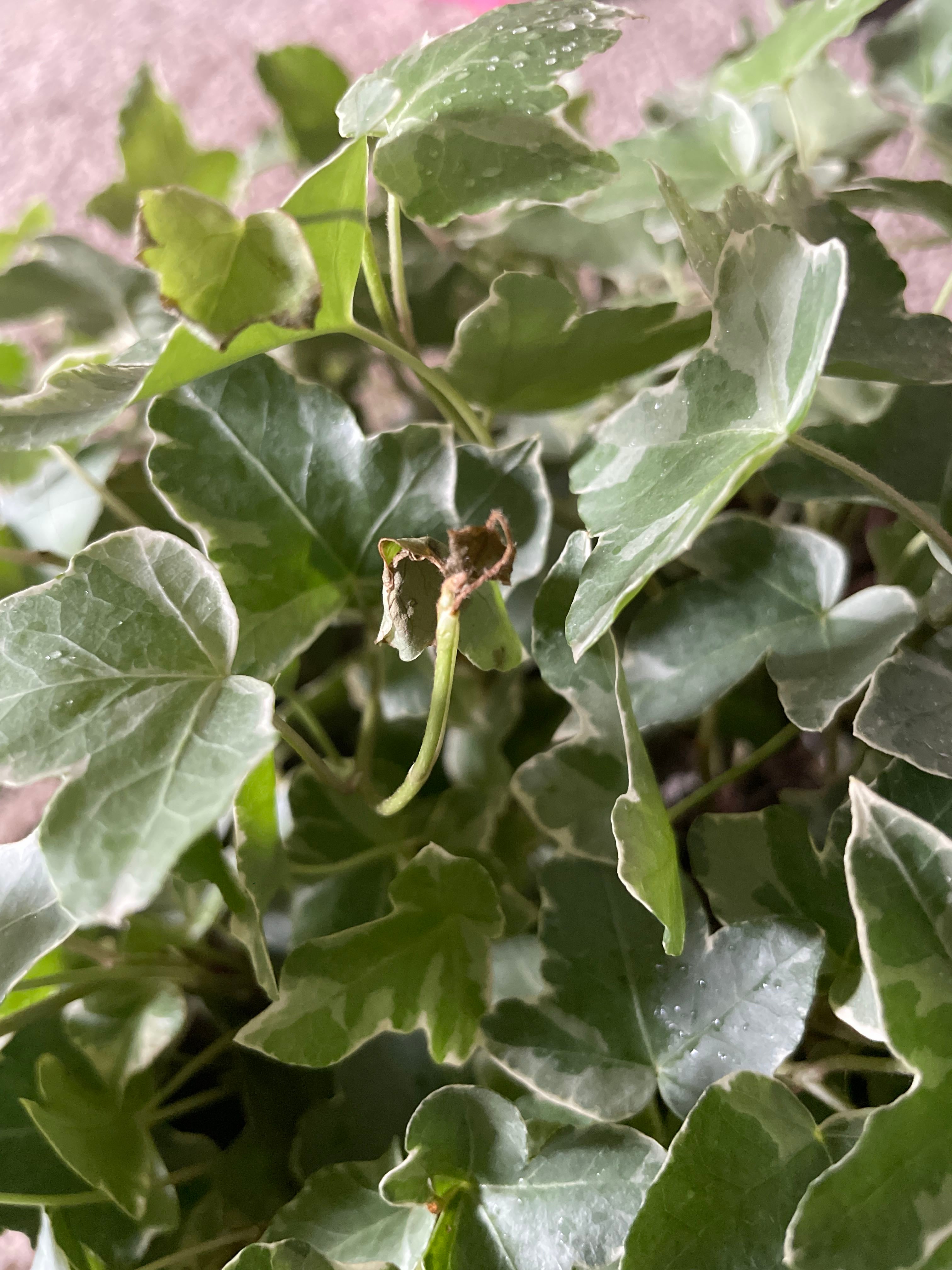 Keep Your Tree ivy Alive: Light, Water & Care Instructions