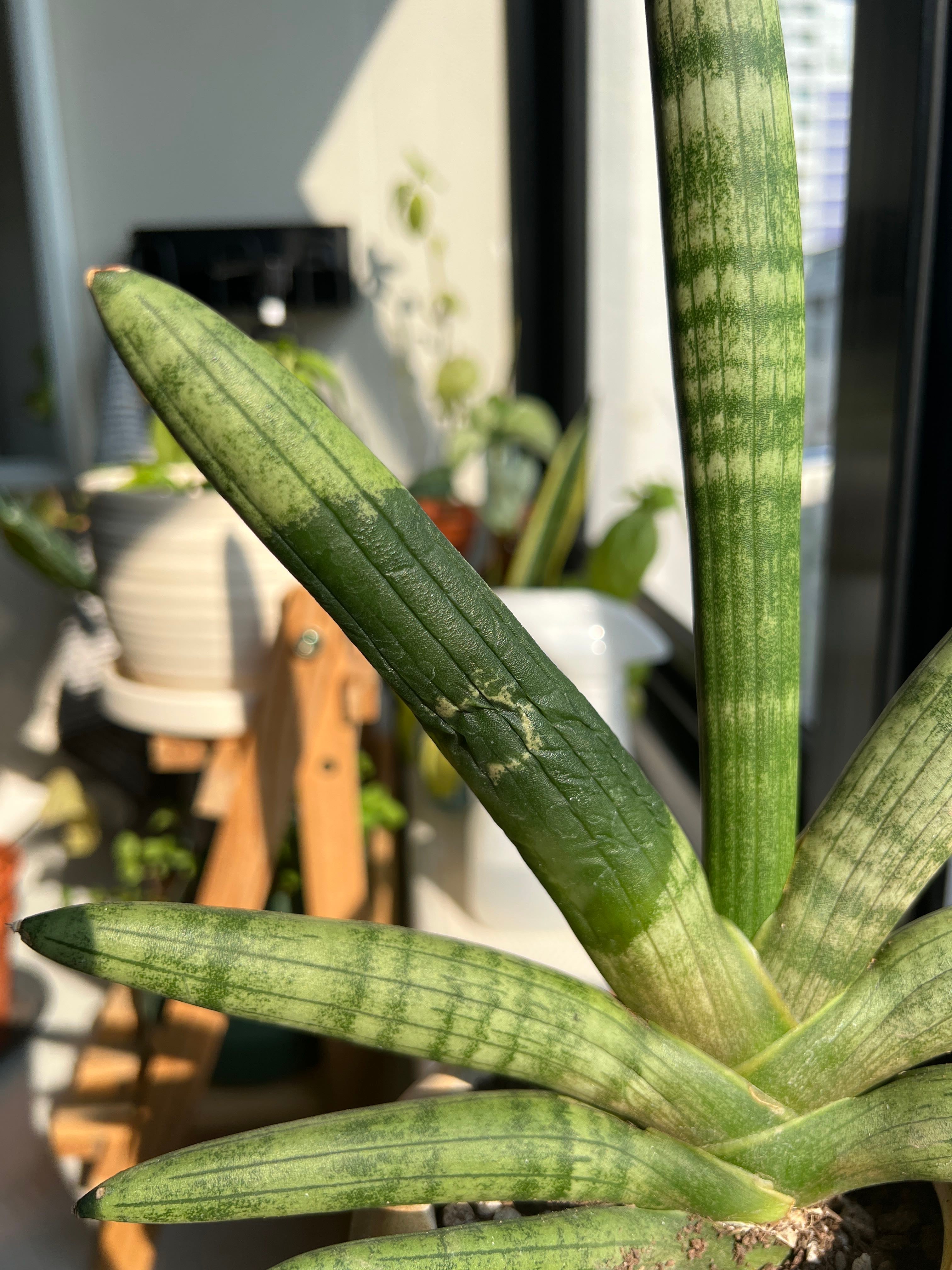 Keep Your Cylindrical Snake Plant Alive: Light, Water & Care Instructions