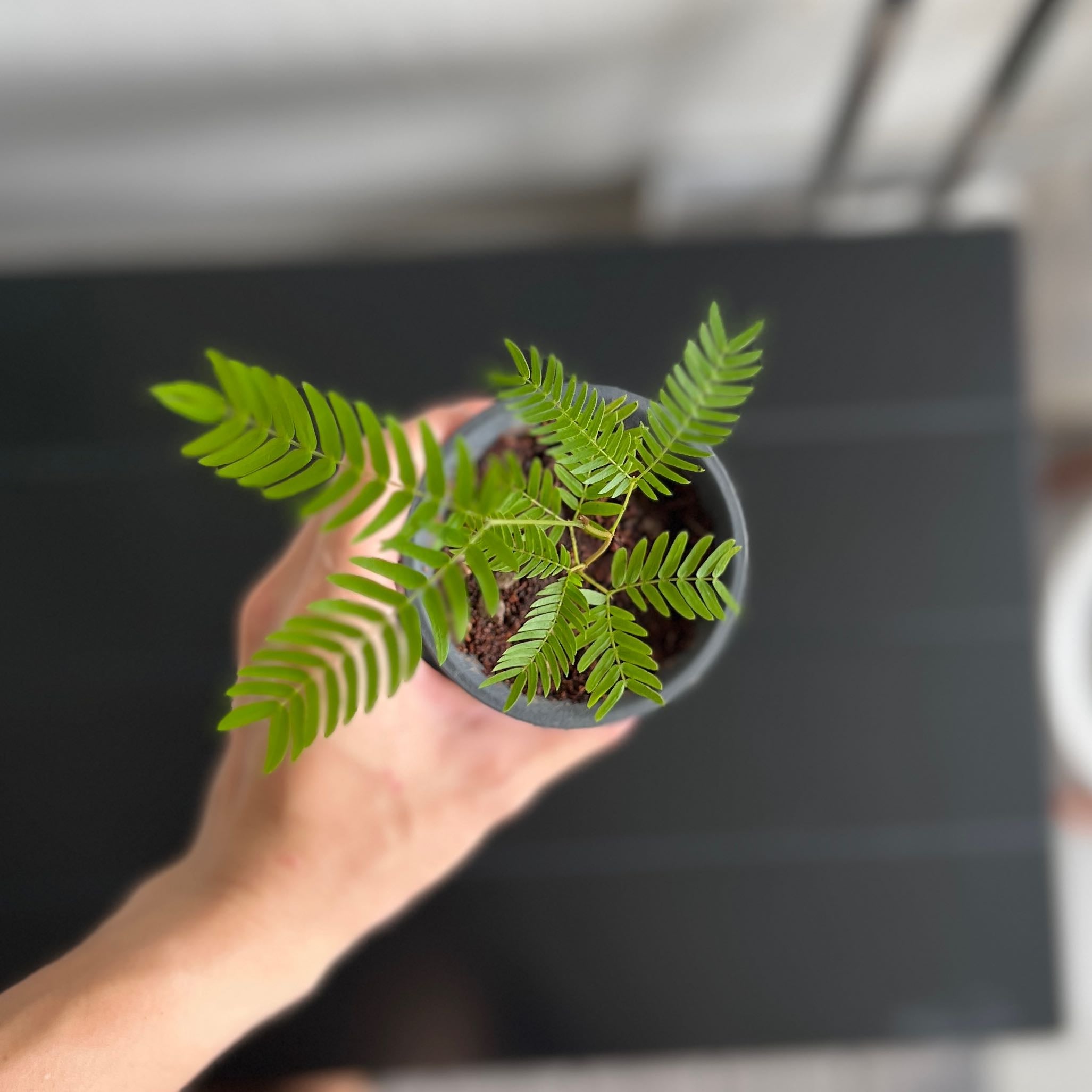 Japanese Everfresh Tree Care 101: Water, Light & Growing Tips