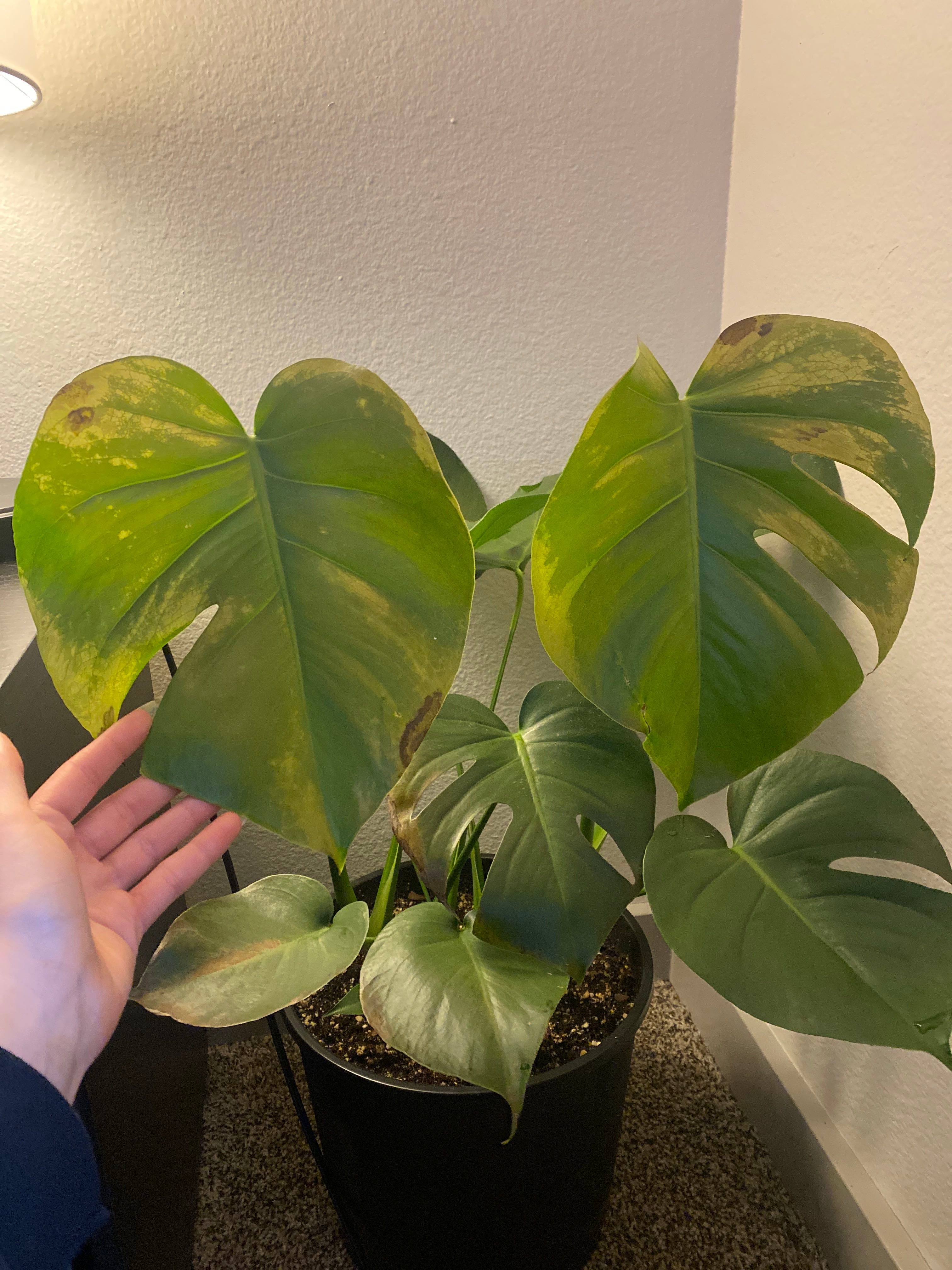 How Fast A Anthurium 'Oaxaca' Grows 🐢