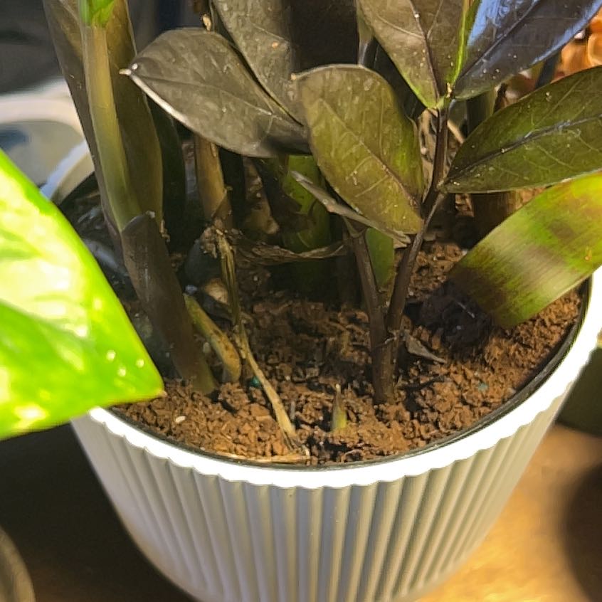 Edgar | A plant by @ZippyGabisan on Greg