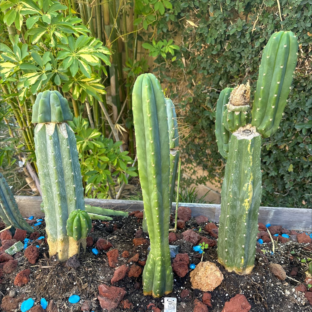 Ogunbodede | A plant by @yung on Greg