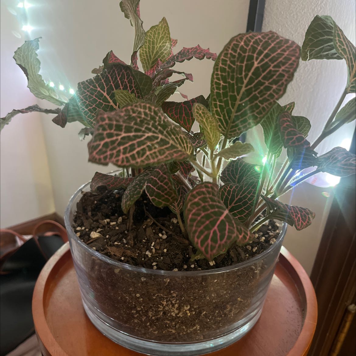 Black Spots on My Red Anne Nerve Plant Leaves