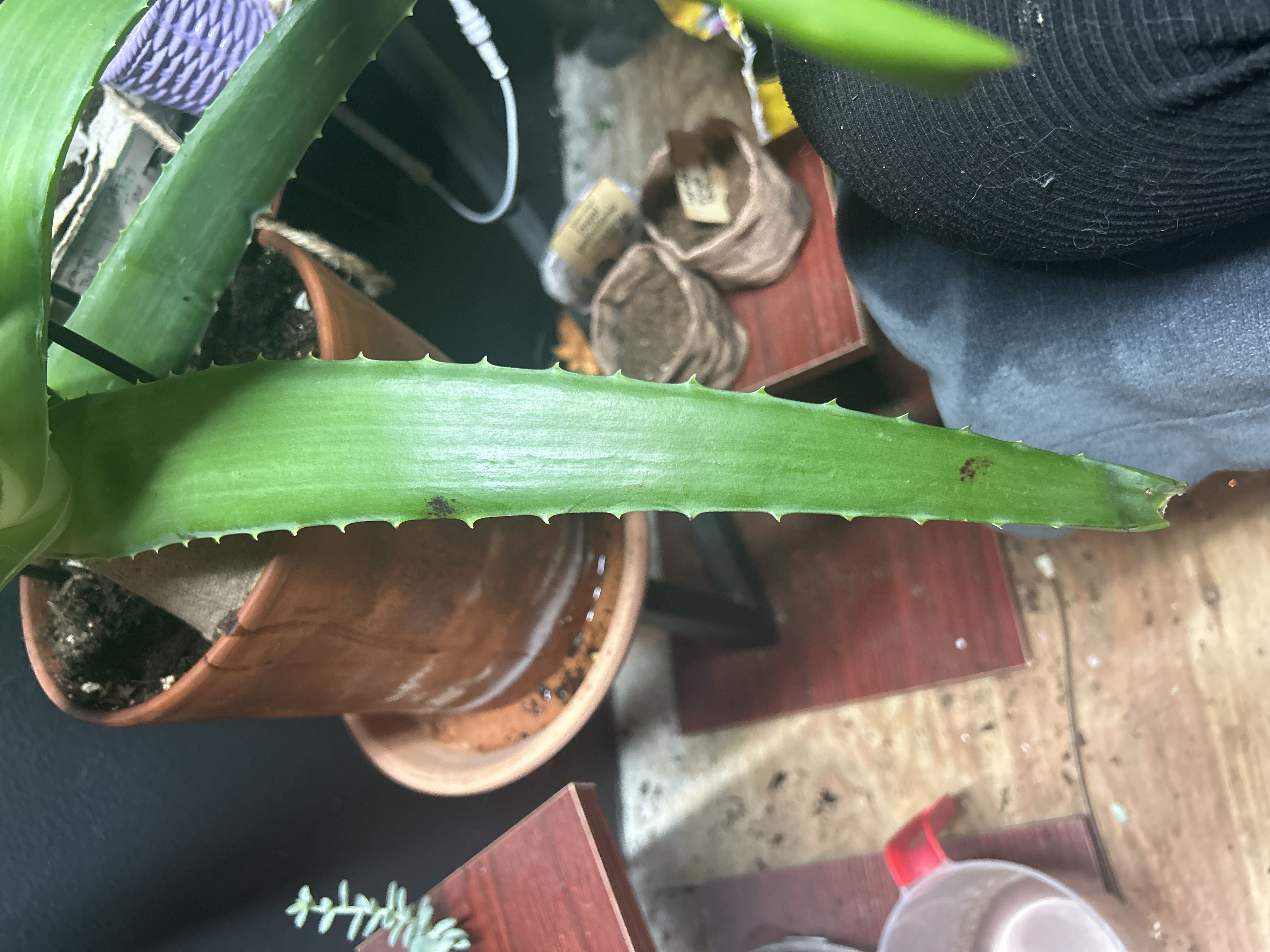🌡 What Is A Good Temperature Range For My Aloe Vera?