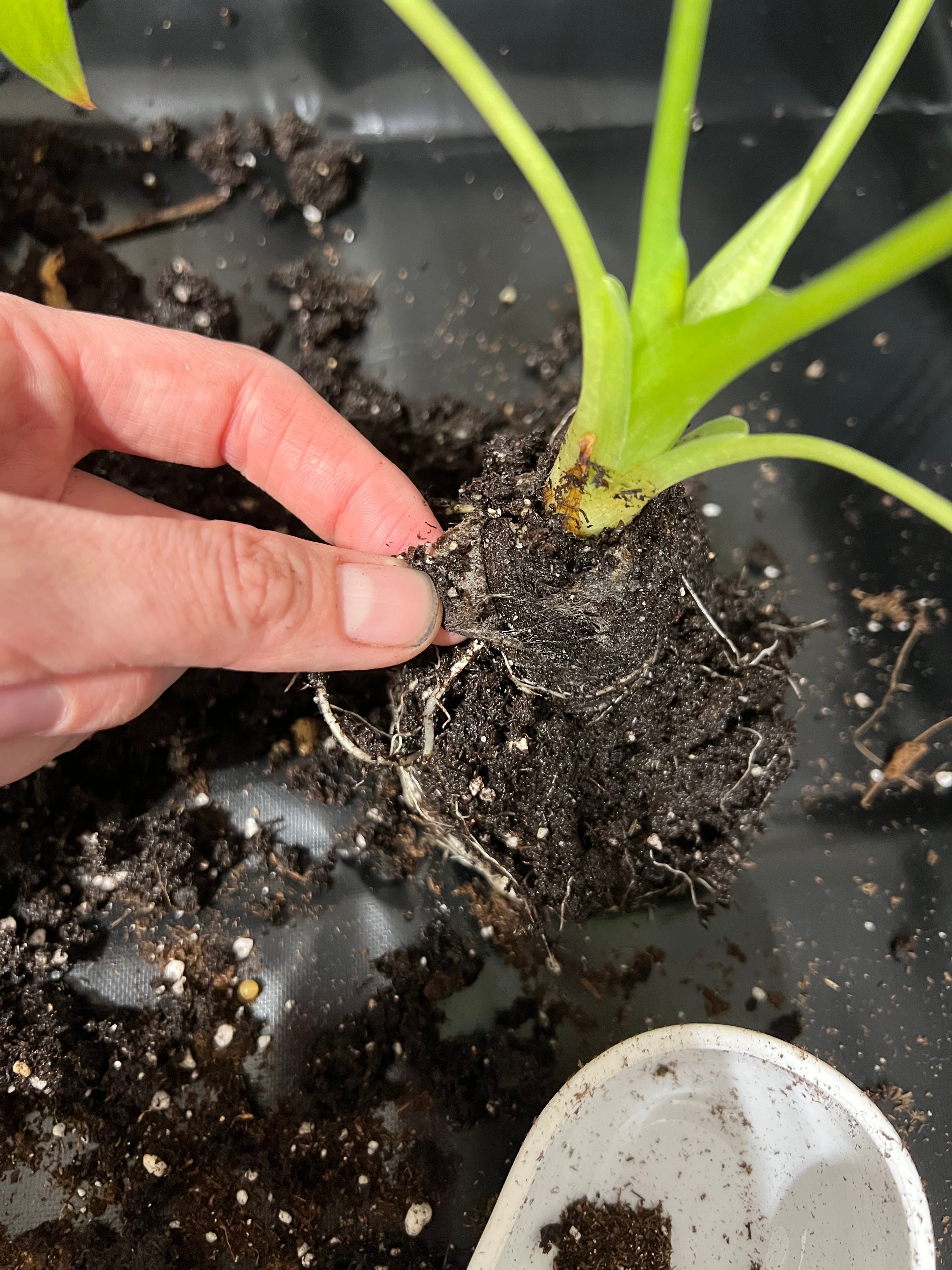 How to Care for Tiny Dancer: Mastering Water, Sunlight & More