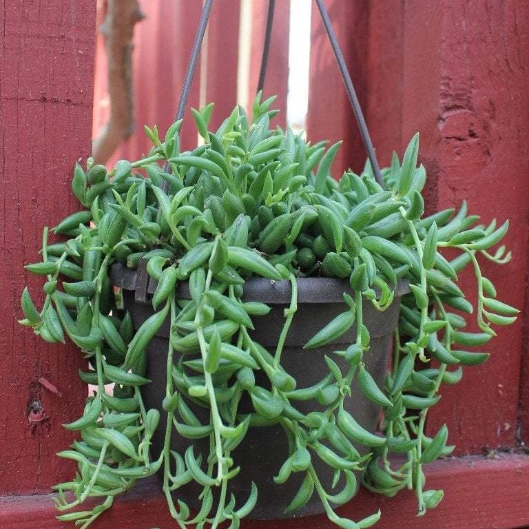 Propagating String Of Bananas 🍌: The Ultimate Guide