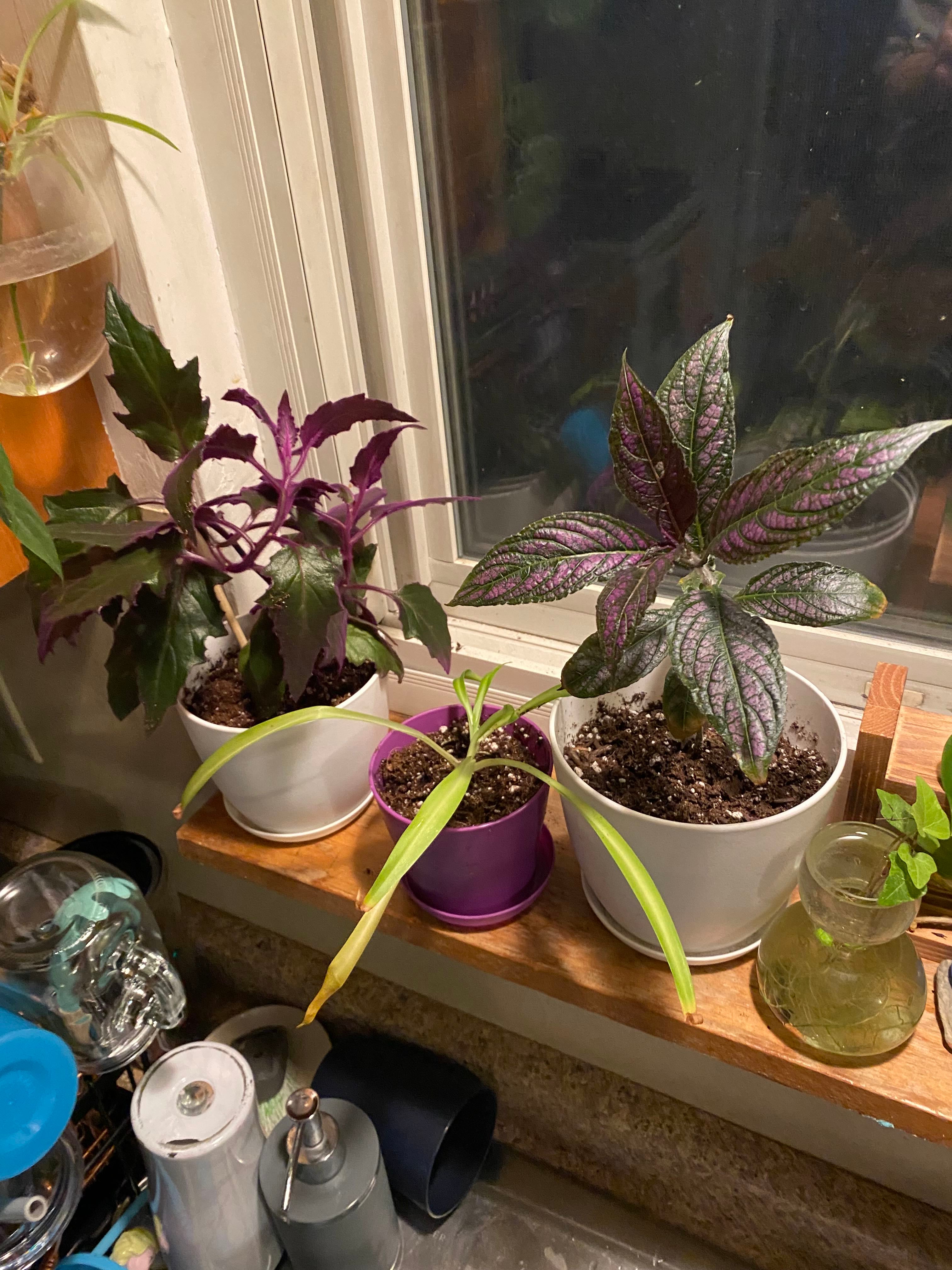 Symbolism And Benefits Of The Purple Velvet Plant