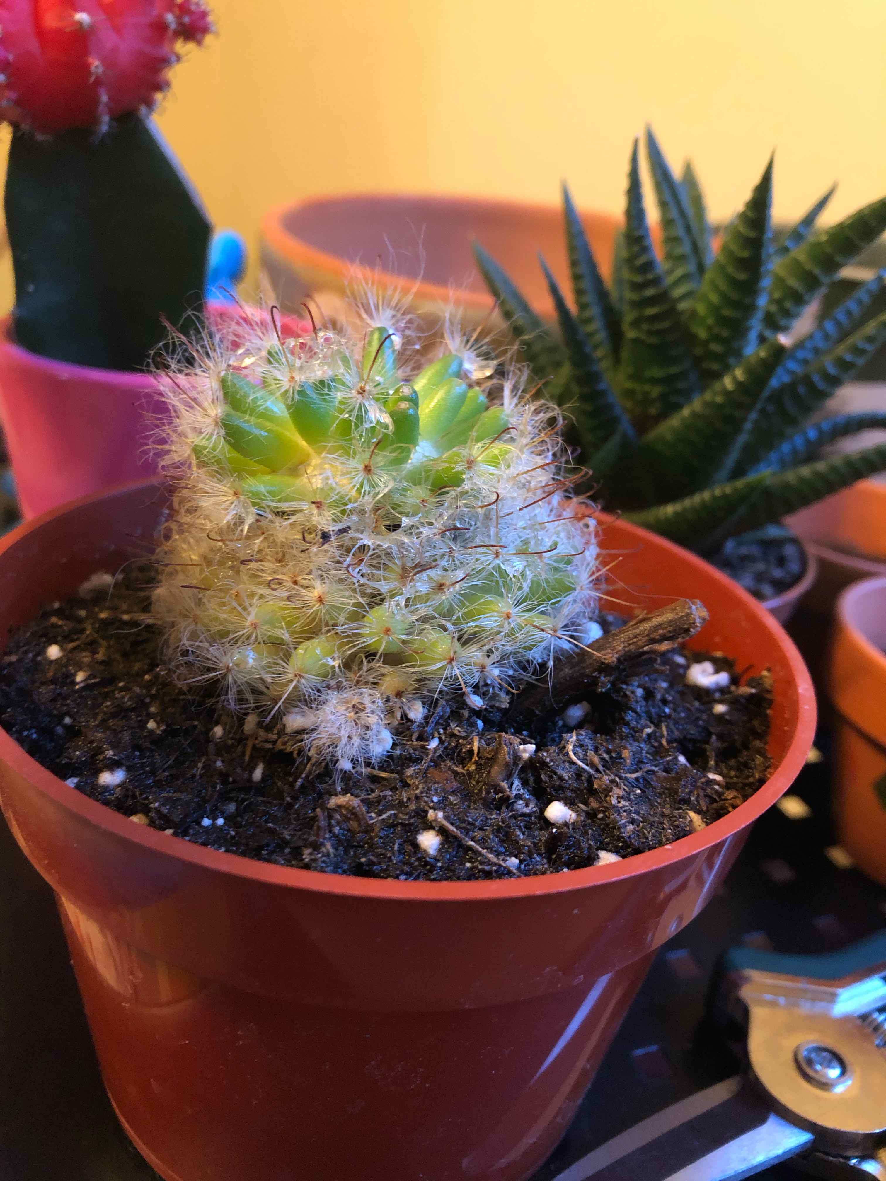 🌡 What Temperature Does My Powder Puff Cactus Need?