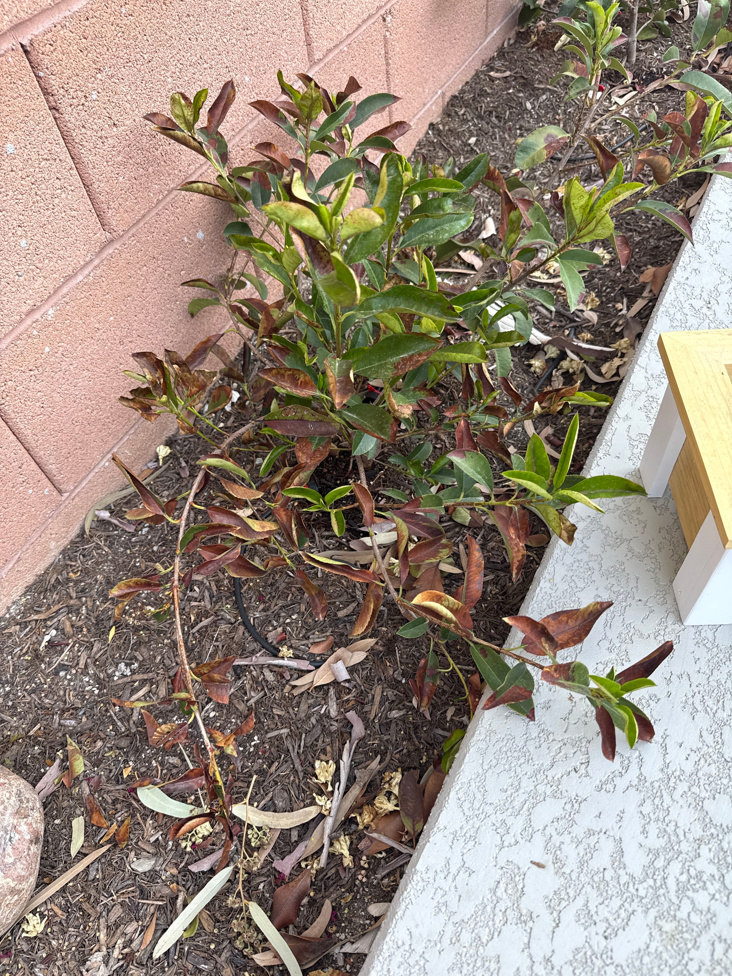 4 Tips to Save Your Photinia from Dying 💧