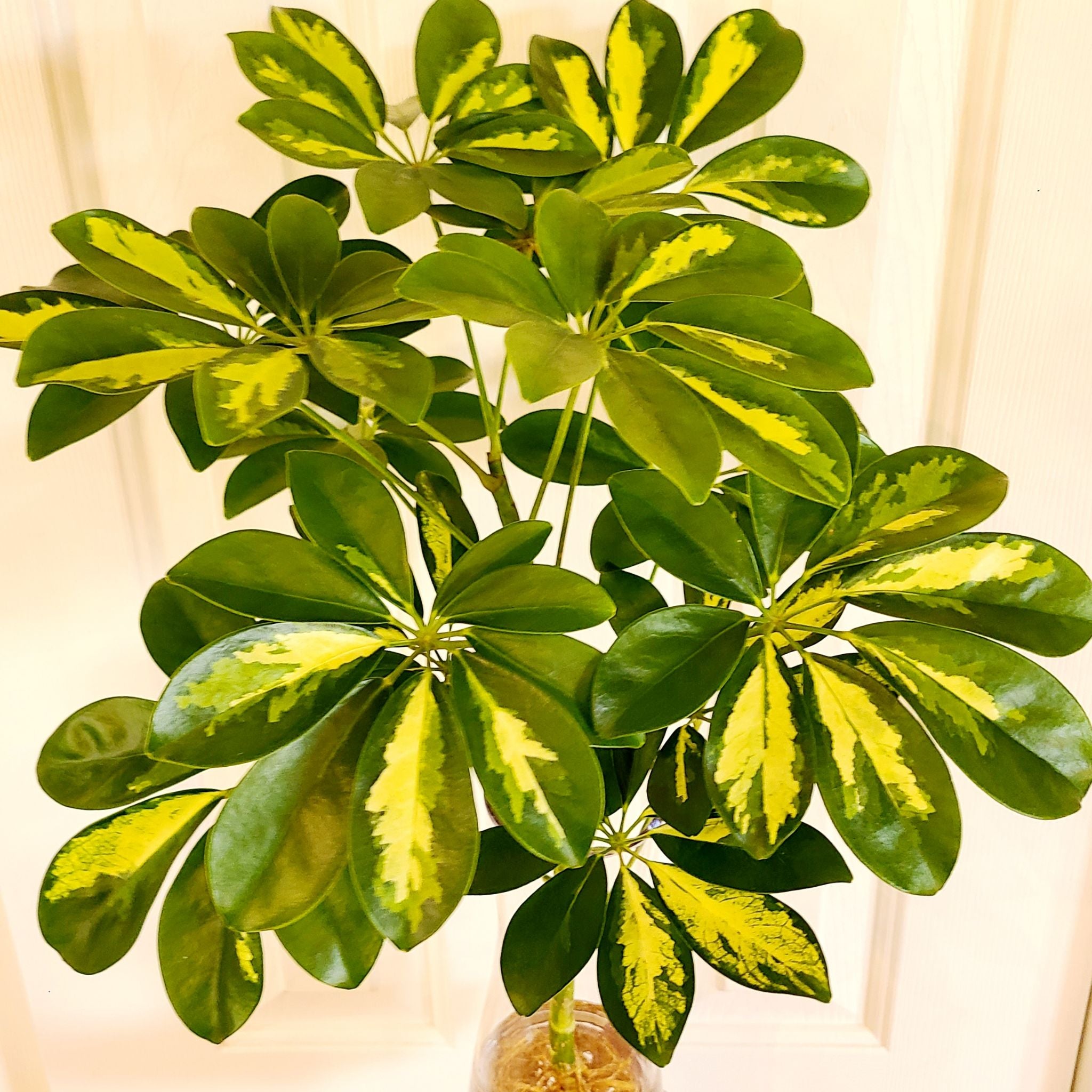 How to Know When to Repot a Variegated Dwarf Umbrella Tree?