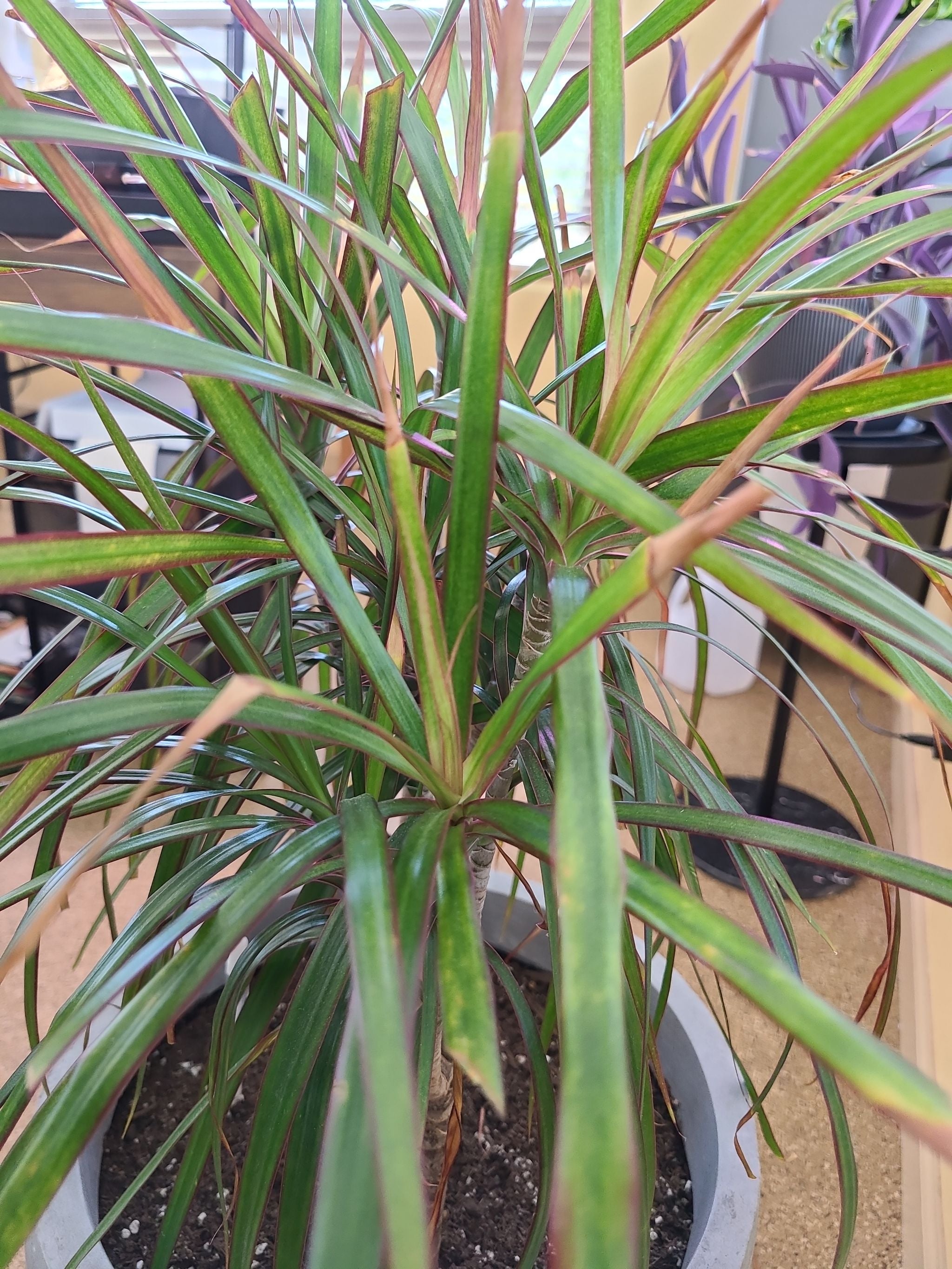 Why Are There Brown Spots on My Magenta Dragon Tree?