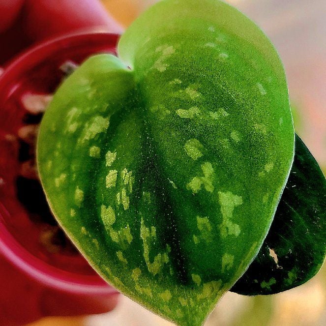 The Complete Scindapsus pictus 'Tricolor' Plant Care Guide: Water ...