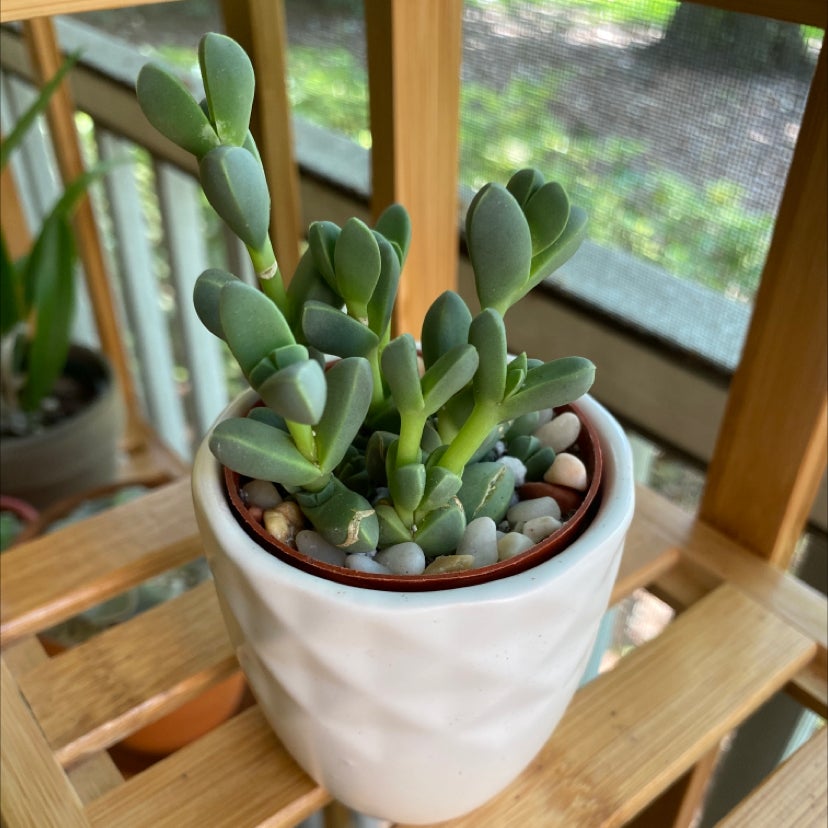 How to Get a Beads Lampranthus to Bloom