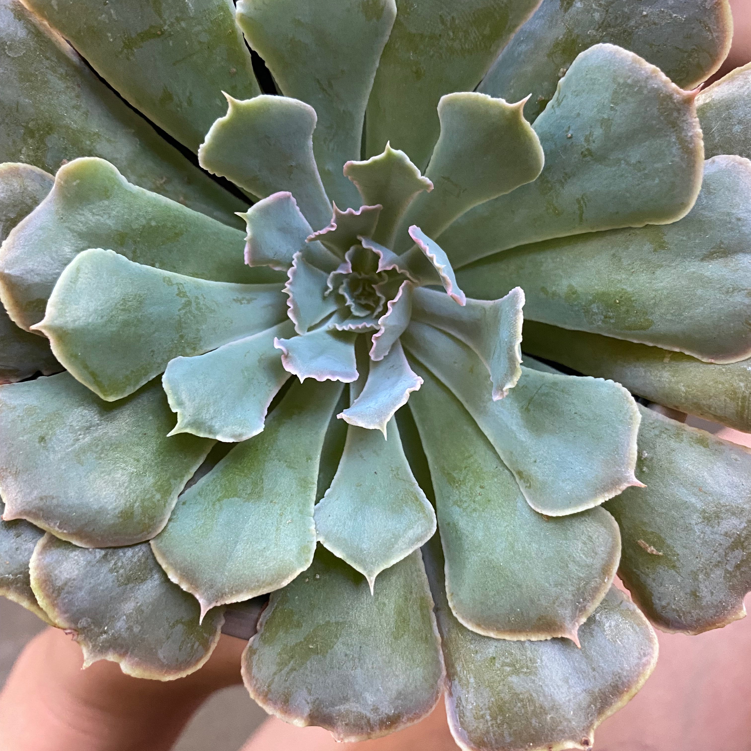 Propagating Echeveria 'Neon Breakers': Step-by-Step Guide