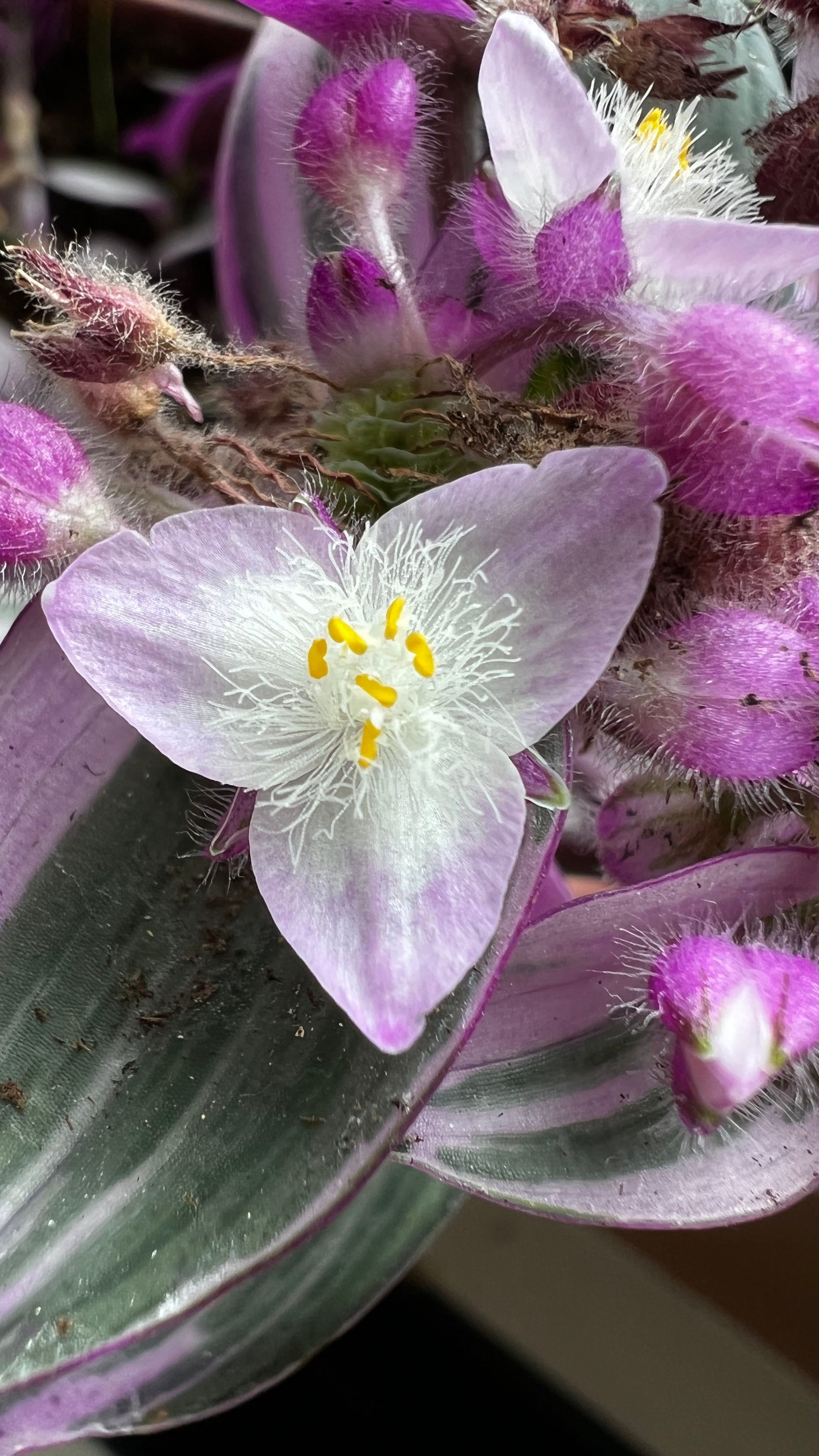 5 Factors Influencing Dandelion Growth 🌼