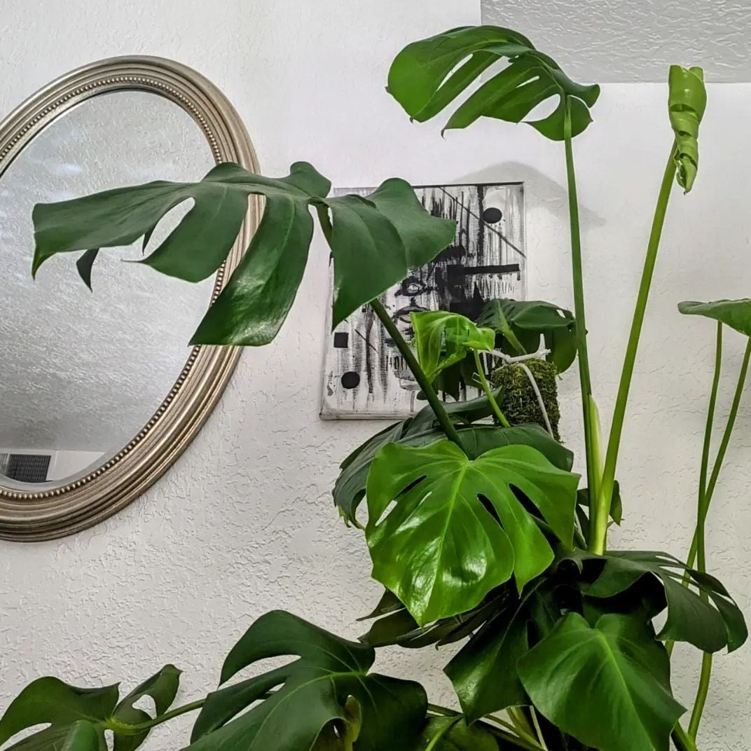 The Complete Monstera Plant Care Guide: Water, Light & Beyond