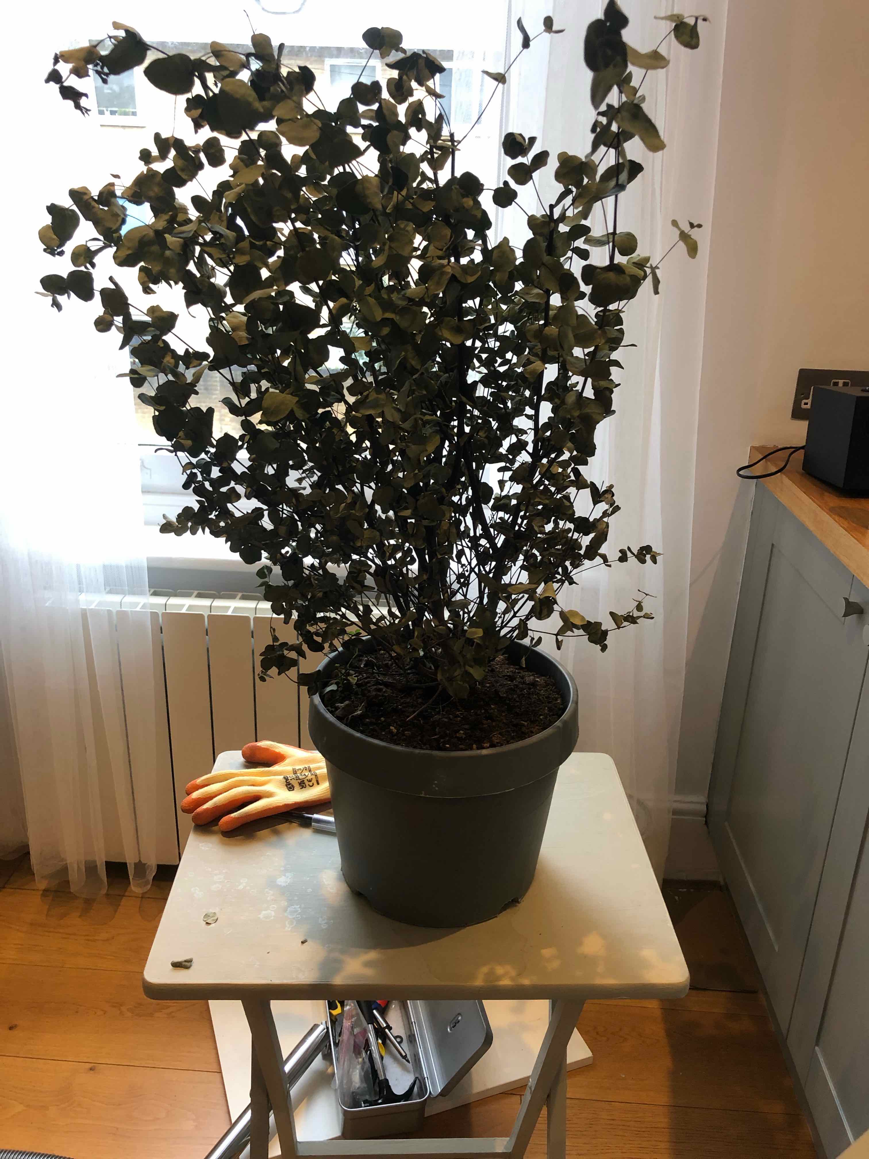 Why Are There Brown Spots on My Cider Gum Leaves?