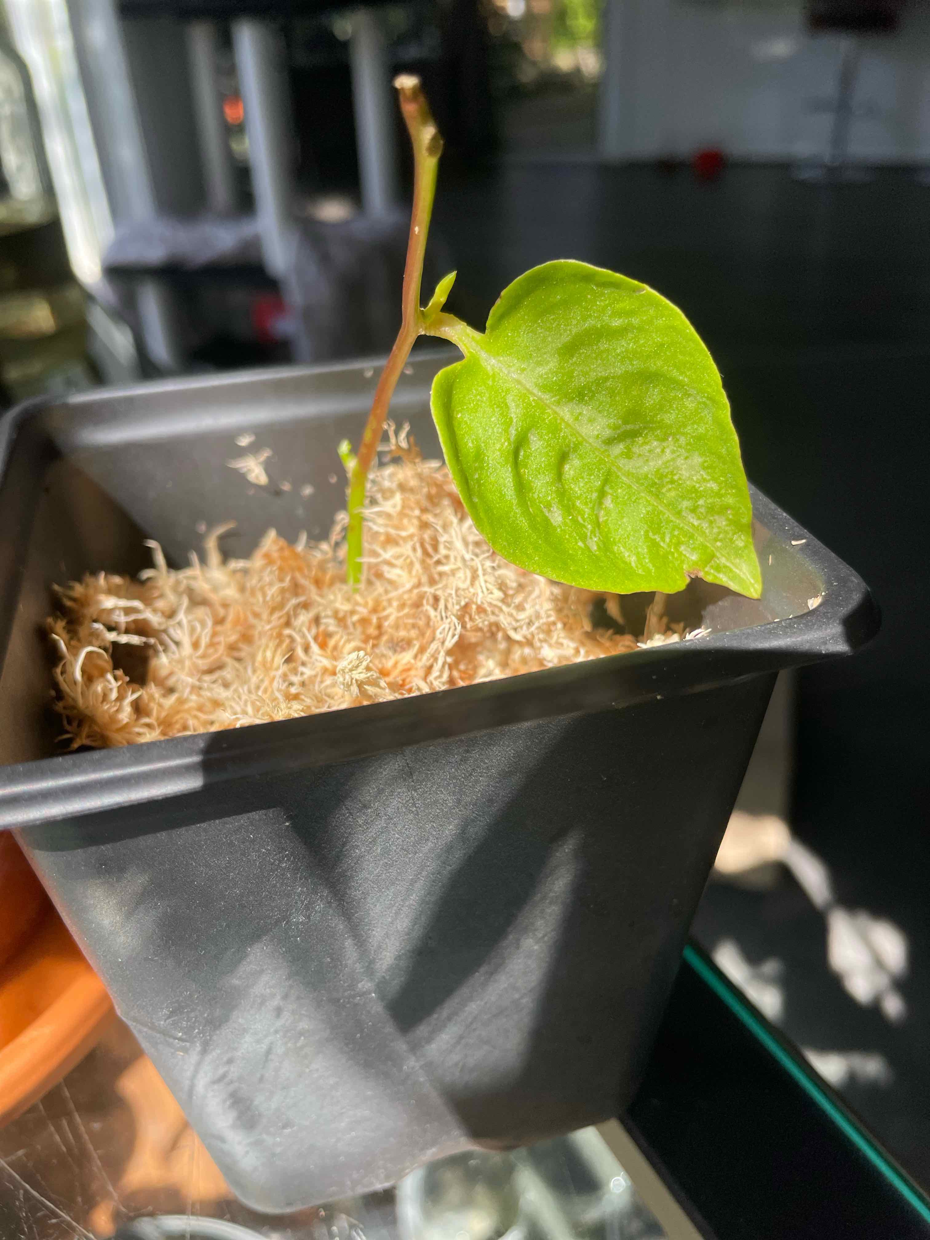 How to Propagate Your Madeira Vine