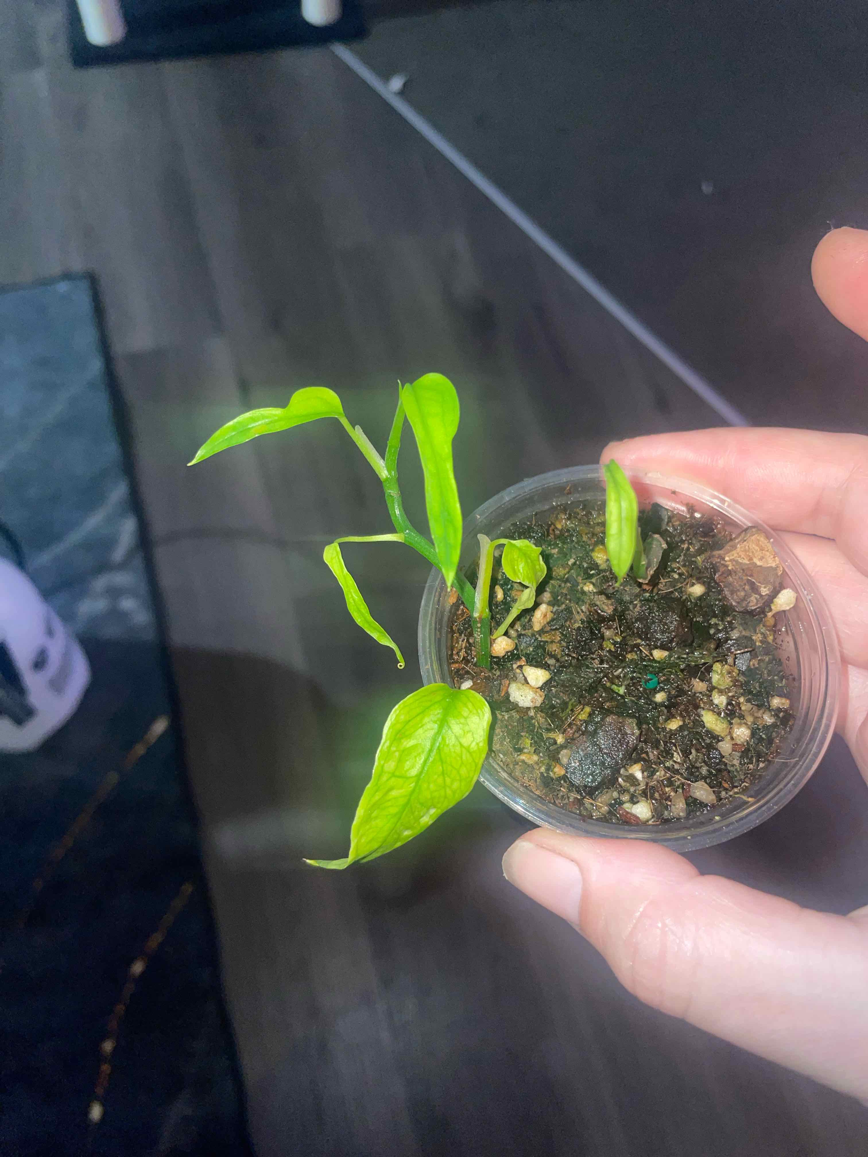 🐛 What To Do About Bugs on My Skeleton Key Pothos?
