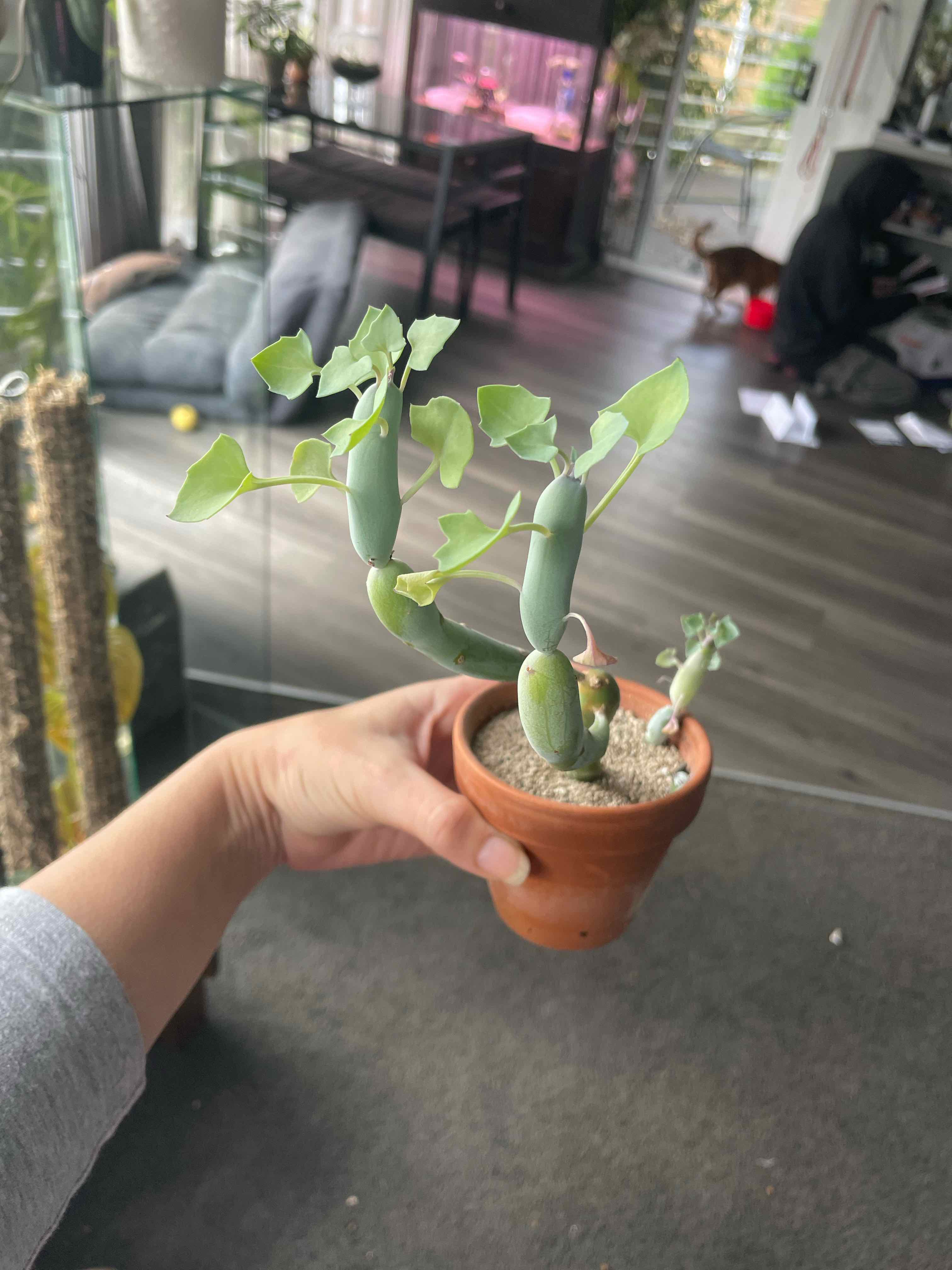 Black Spots on My Candle Plant Leaves