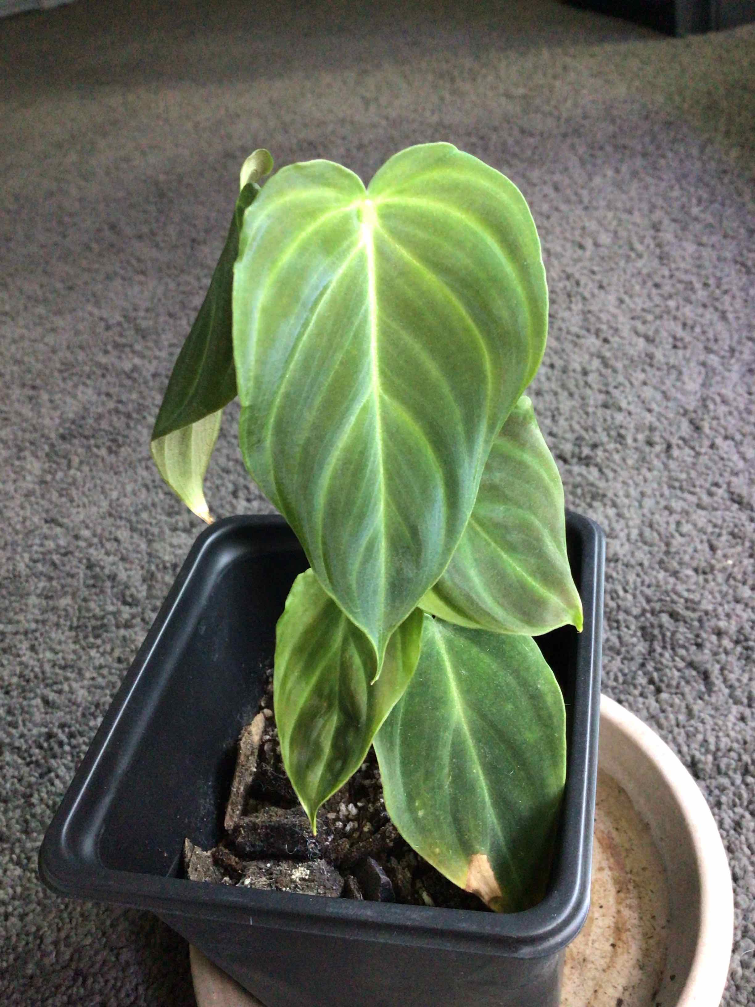 Black Spots on My Philodendron Splendid Leaves