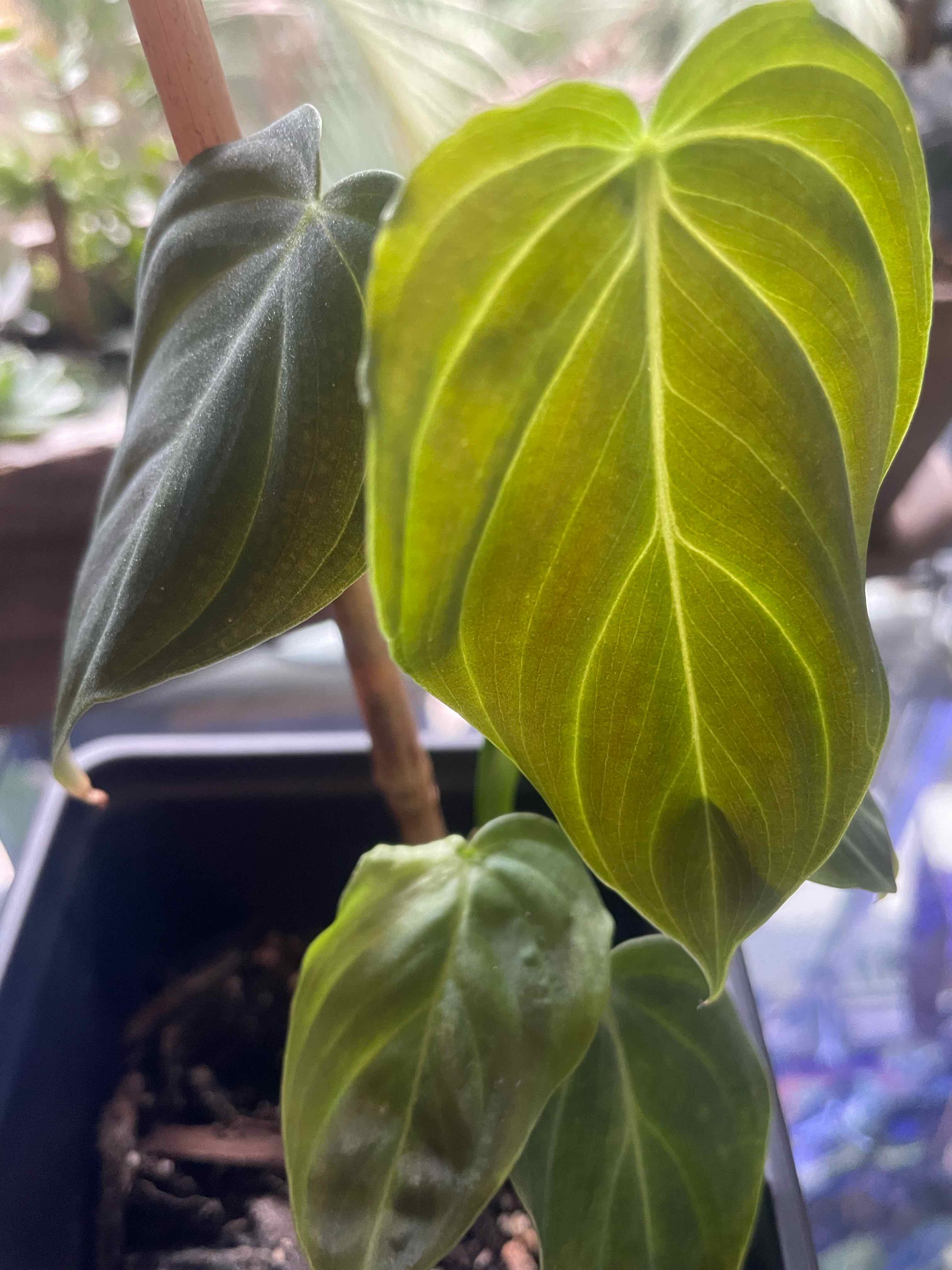Why Are My Philodendron Splendid Leaves Droopy? 😔