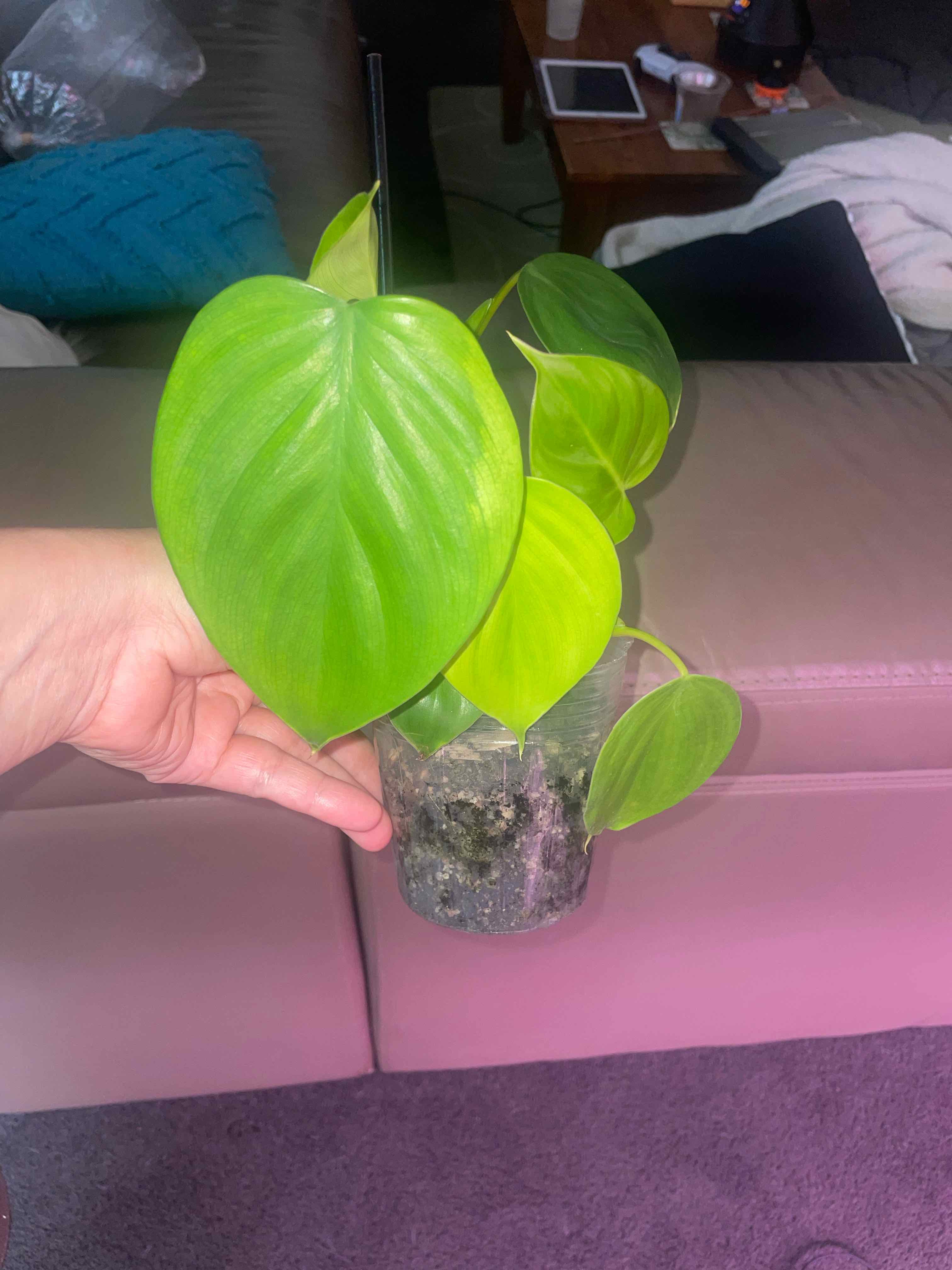 Philodendron eximium Plant Care: Water, Light, Nutrients | Greg App 🌱