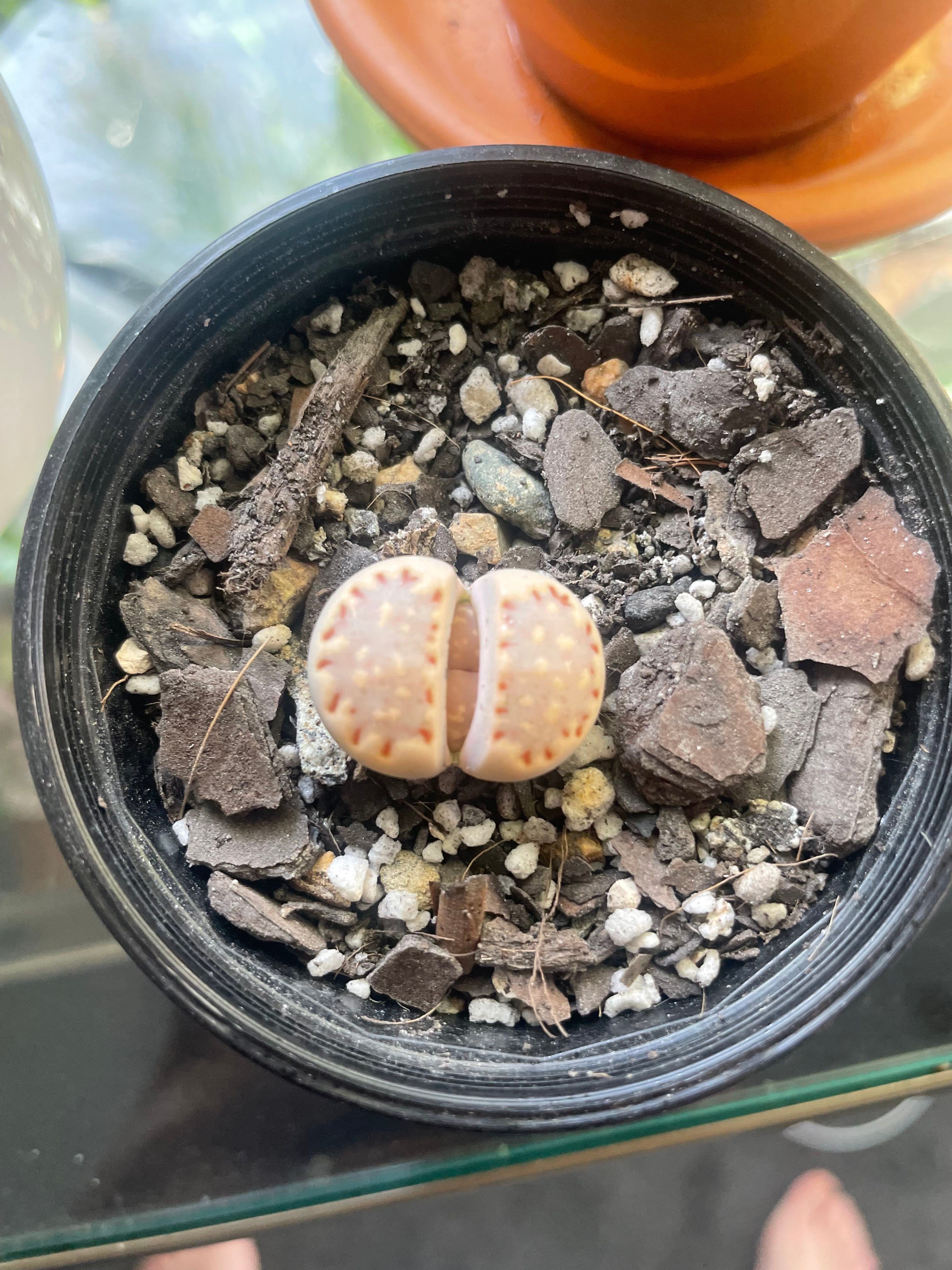 Living Stones Plant Care: Water, Light, Nutrients | Greg App 🌱