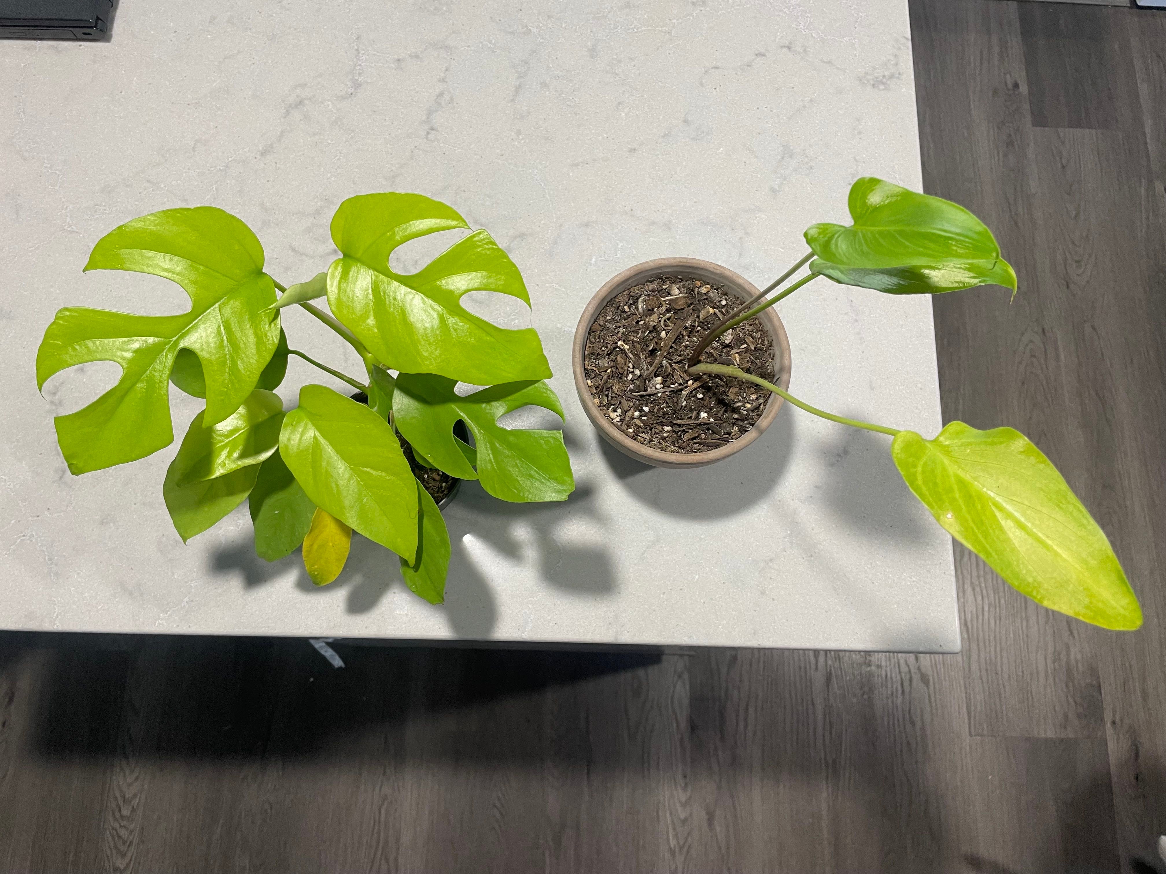 R. tetrasperma leaf reversion experiment