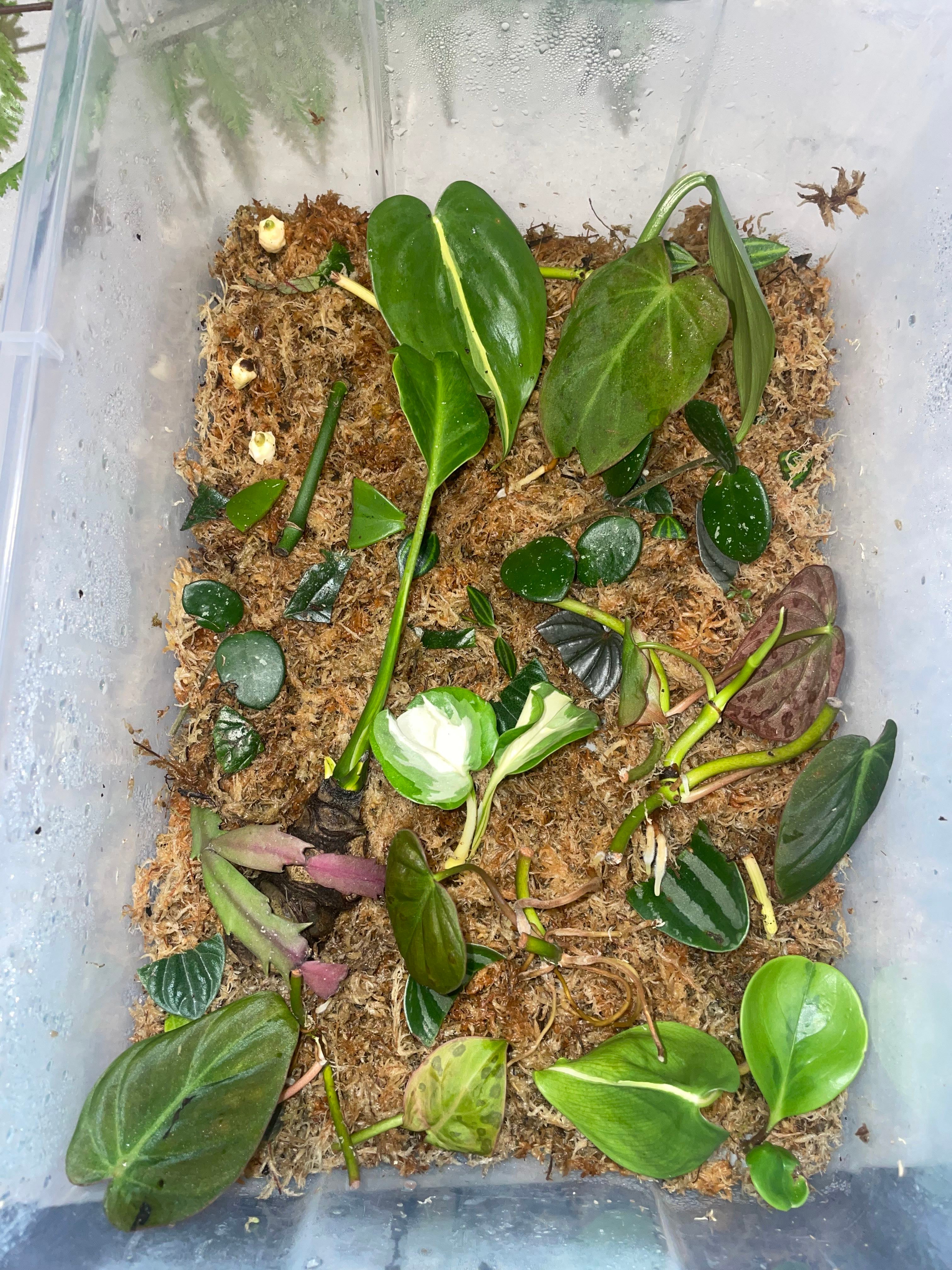 Peperomia propagation tips and success