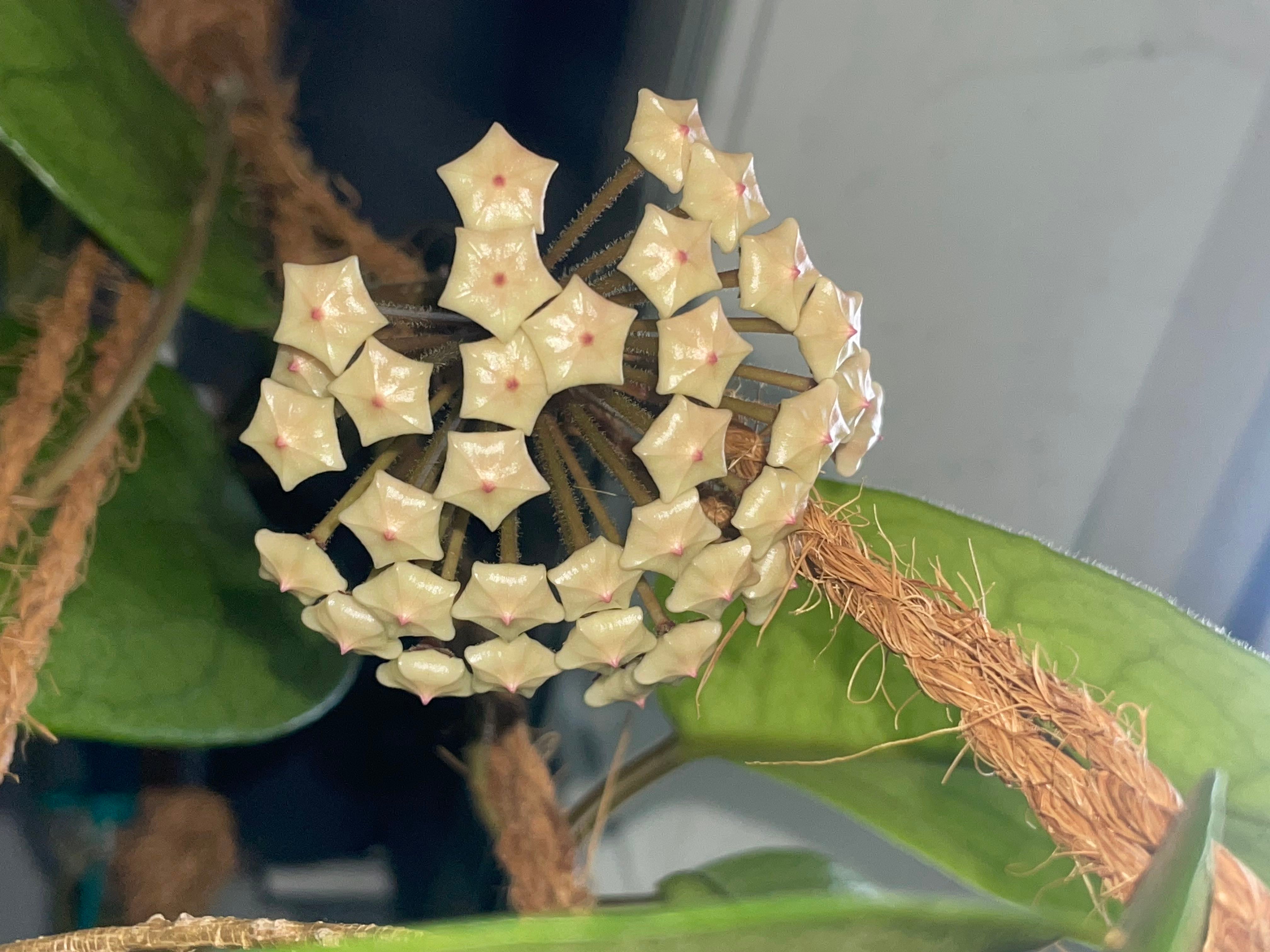 Porcelain Flower Plant Care: Water, Light, Nutrients | Greg App 🌱