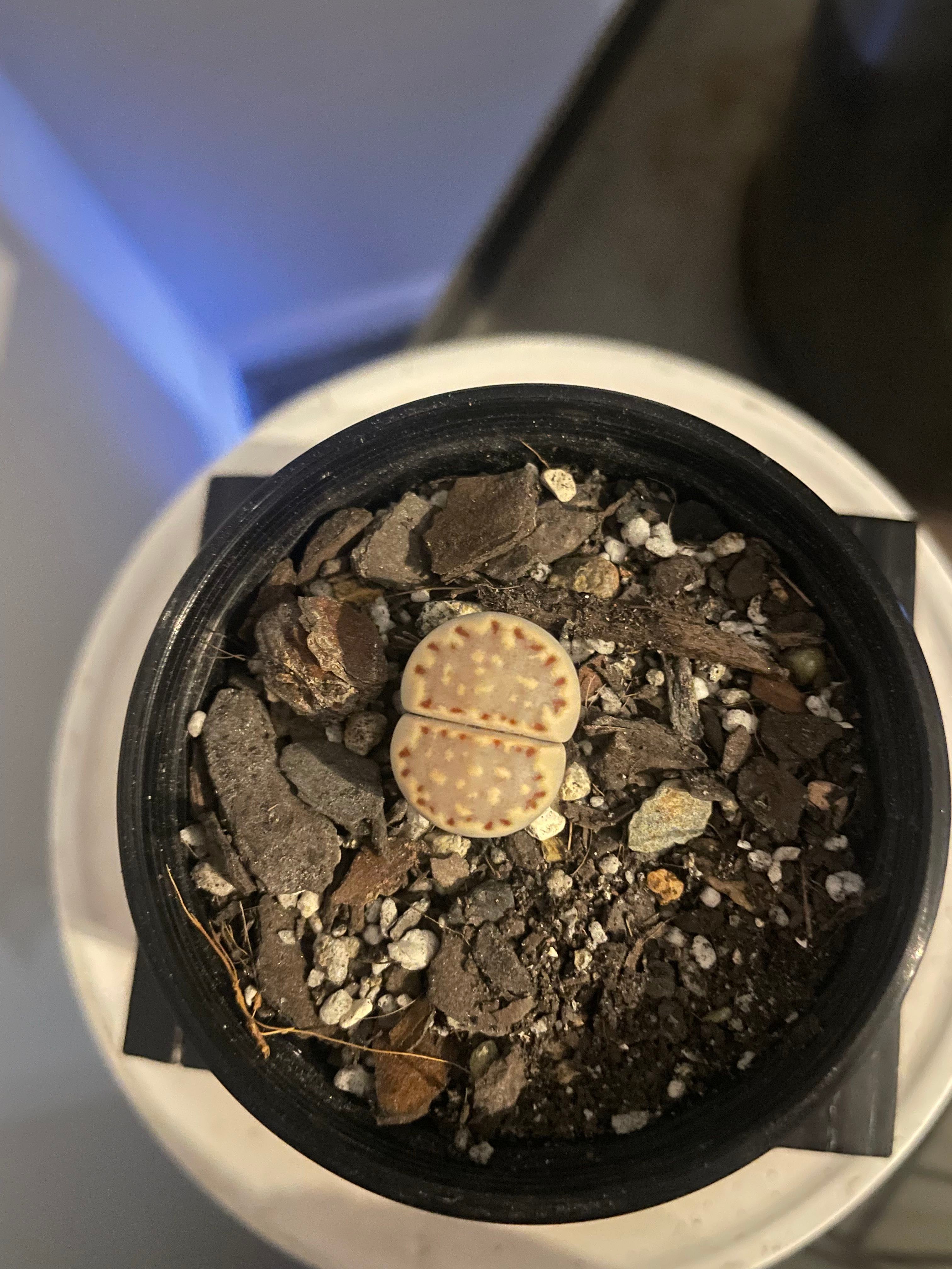 Show me your funky cacti and succulents!