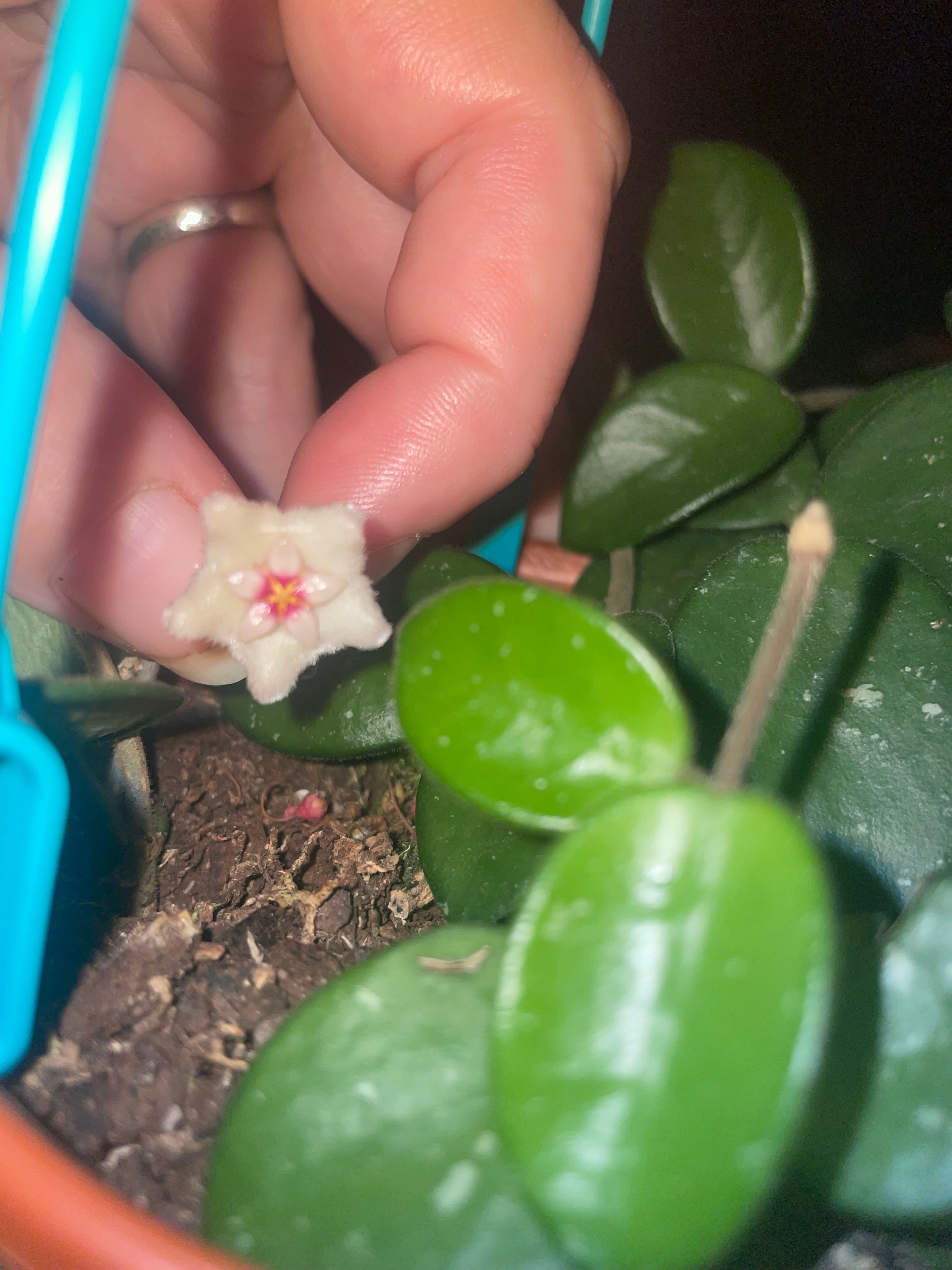 Propagating Hoya 'Mathilde': Step-by-Step Guide