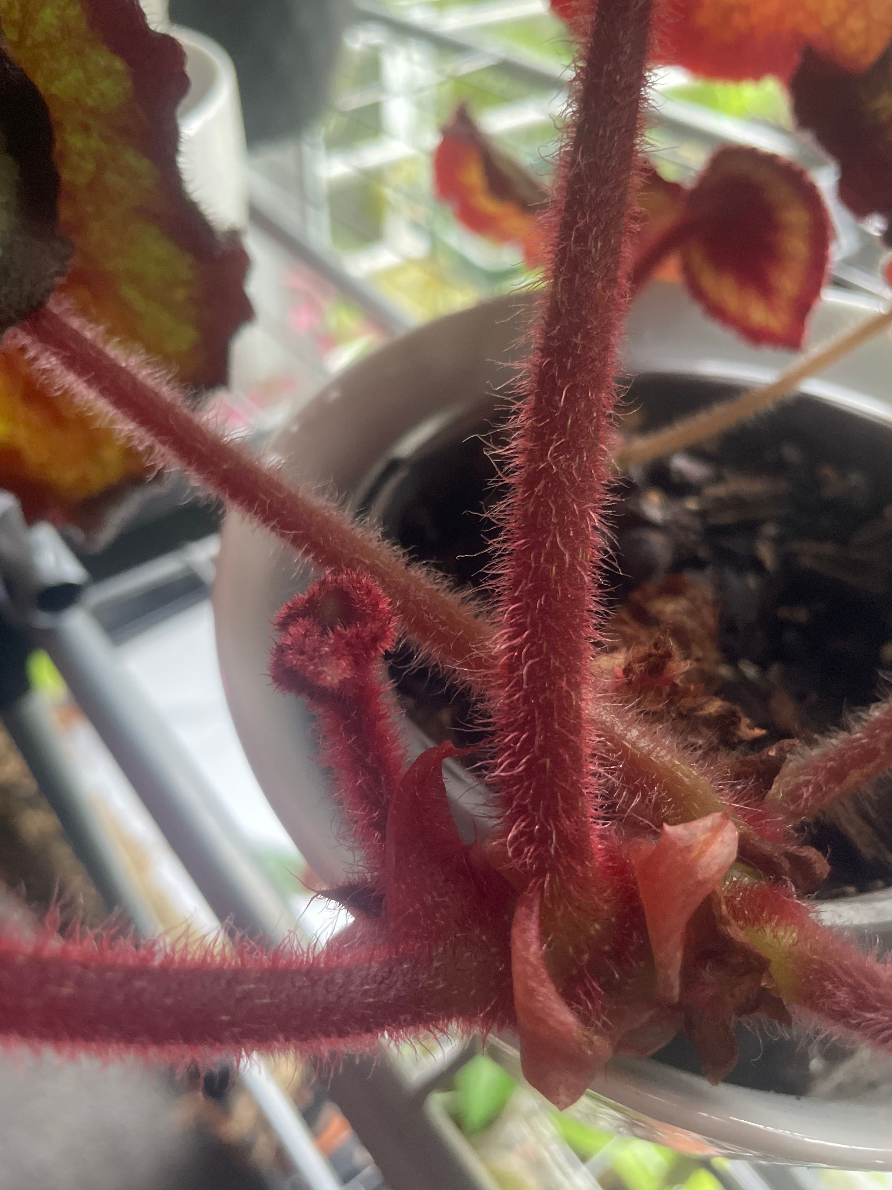 Who here has fuzzy plants like Ficus villosa?