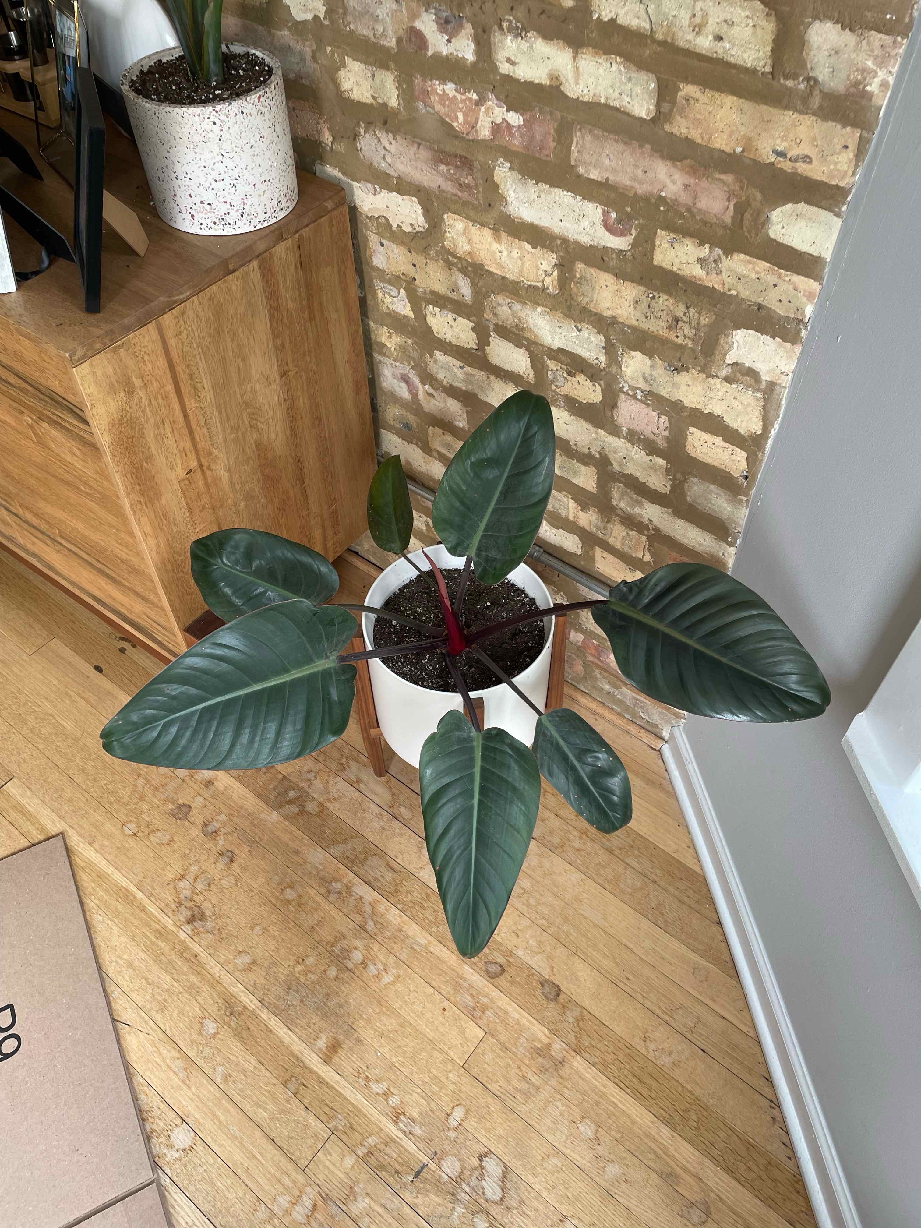 10 Benefits of Having a Philodendron 'Red Congo'