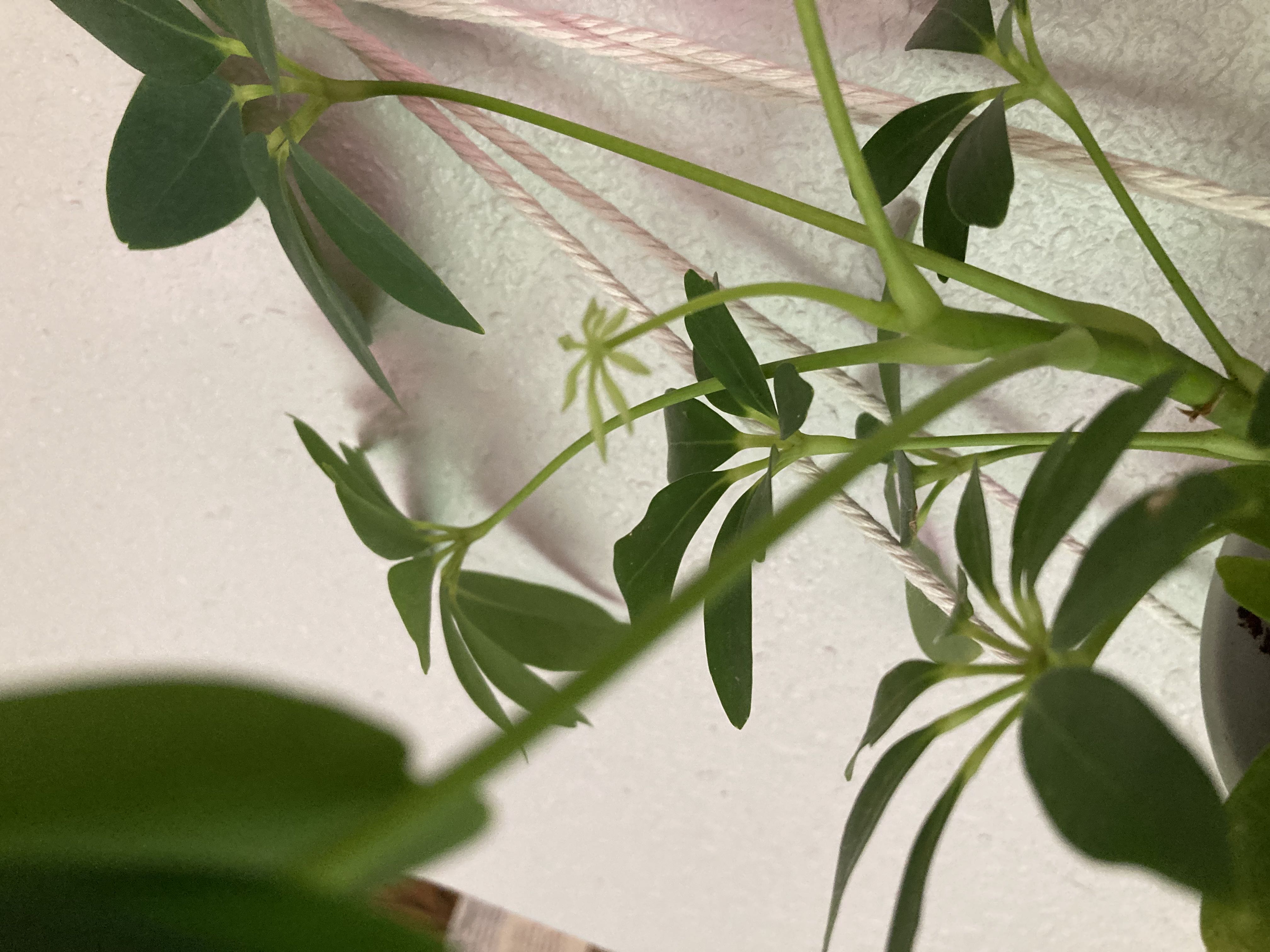 Moondrop Dwarf Umberlla Tree Plant Care: Water, Light, Nutrients | Greg ...