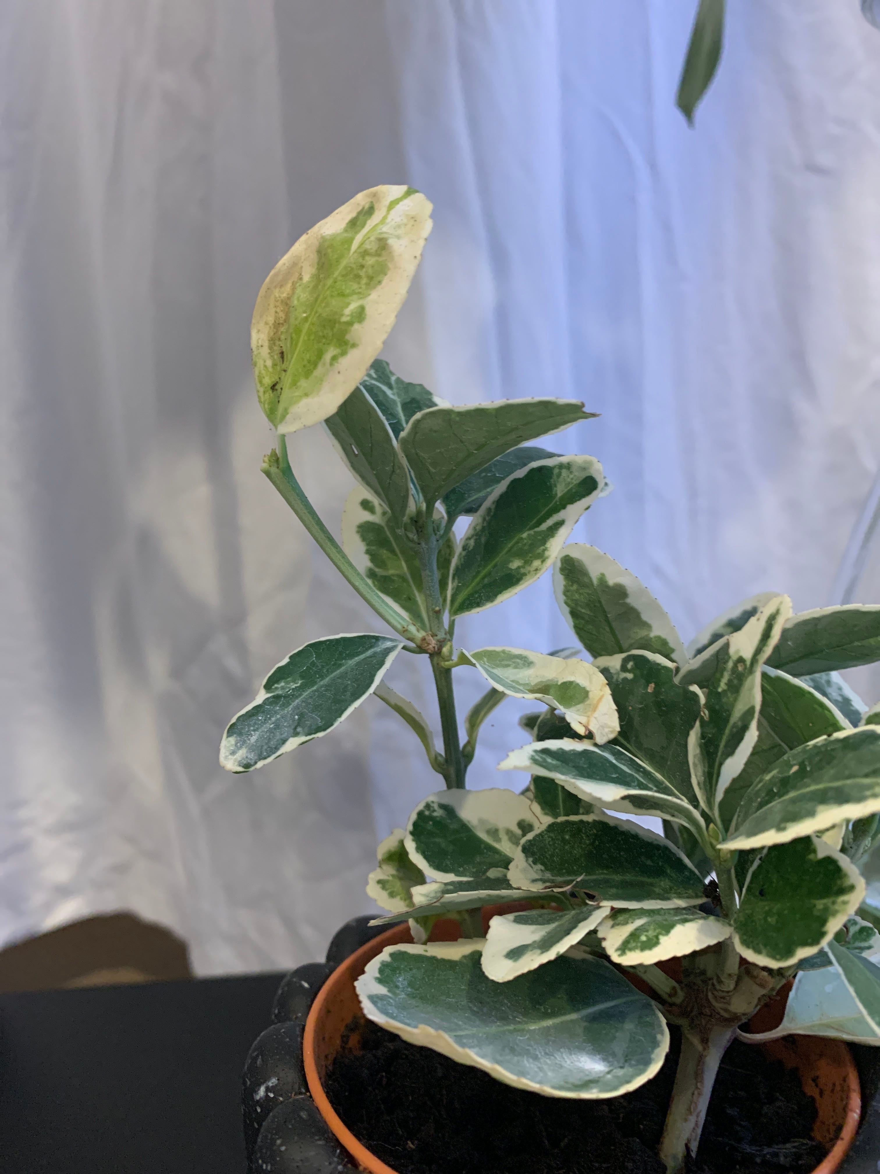 Japanese Spindle: How Much Water & Light Does it Need to Thrive?