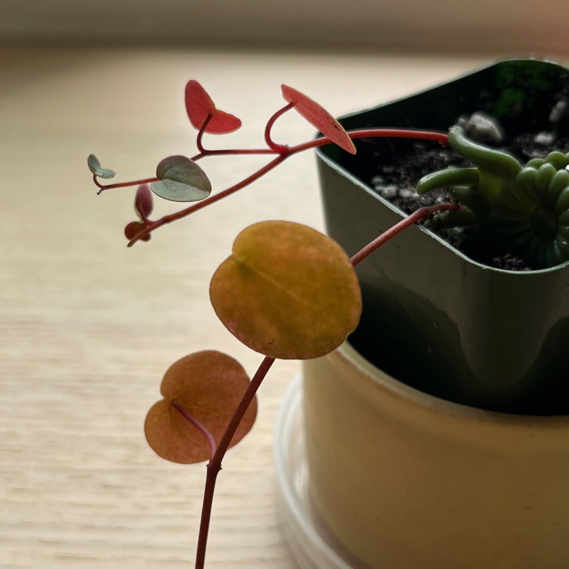 Propagating My Peperomia 'Ruby Cascade': Step-by-Step Guide