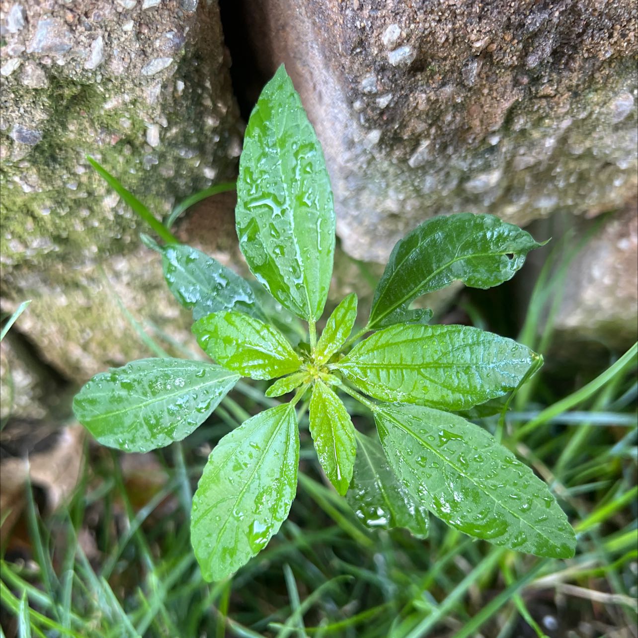 Symbolism and Benefits of the Virginia Copperleaf