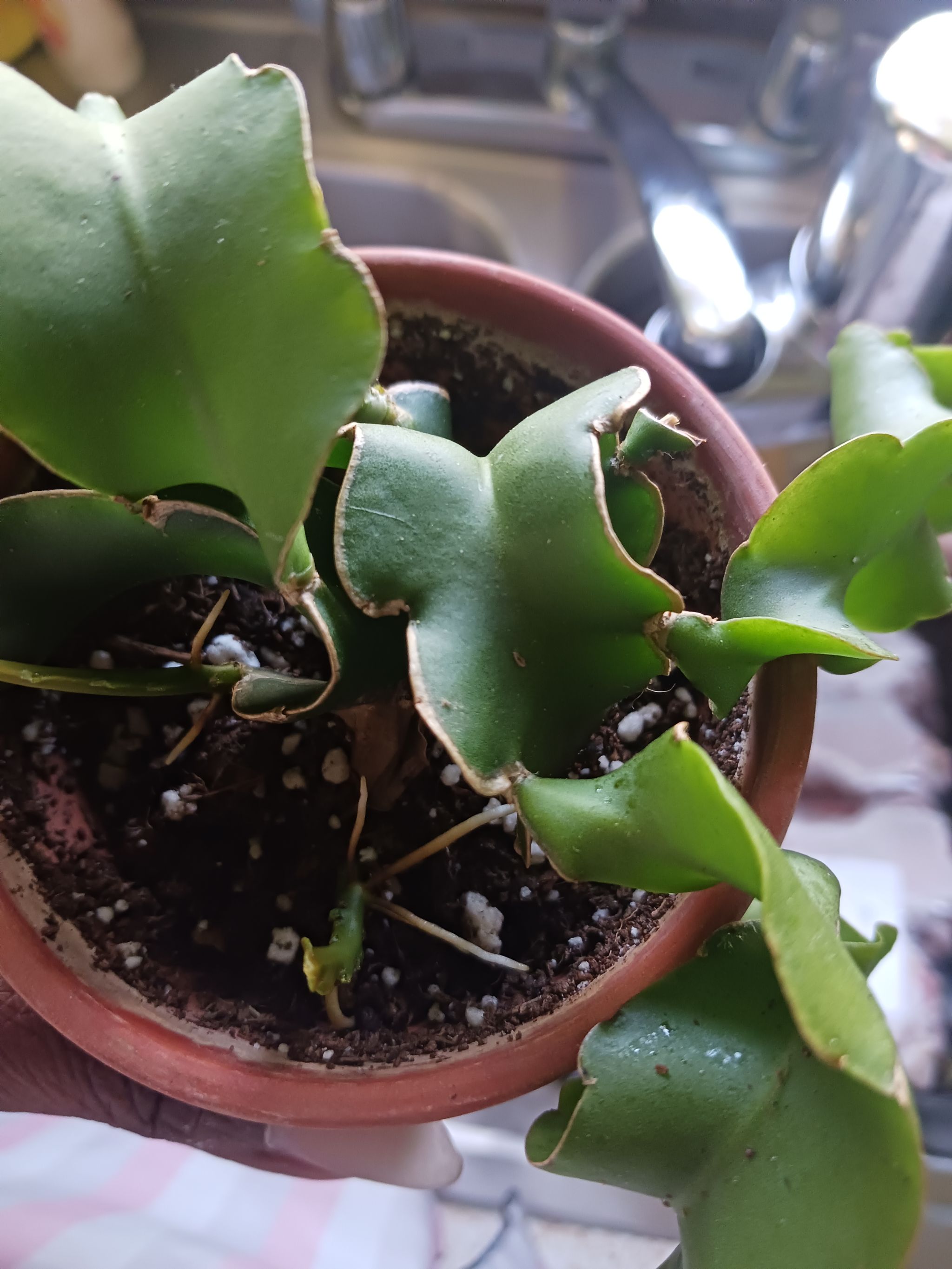 Curly Locks Orchid Cactus Plant Care: Water, Light, Nutrients | Greg App 🌱