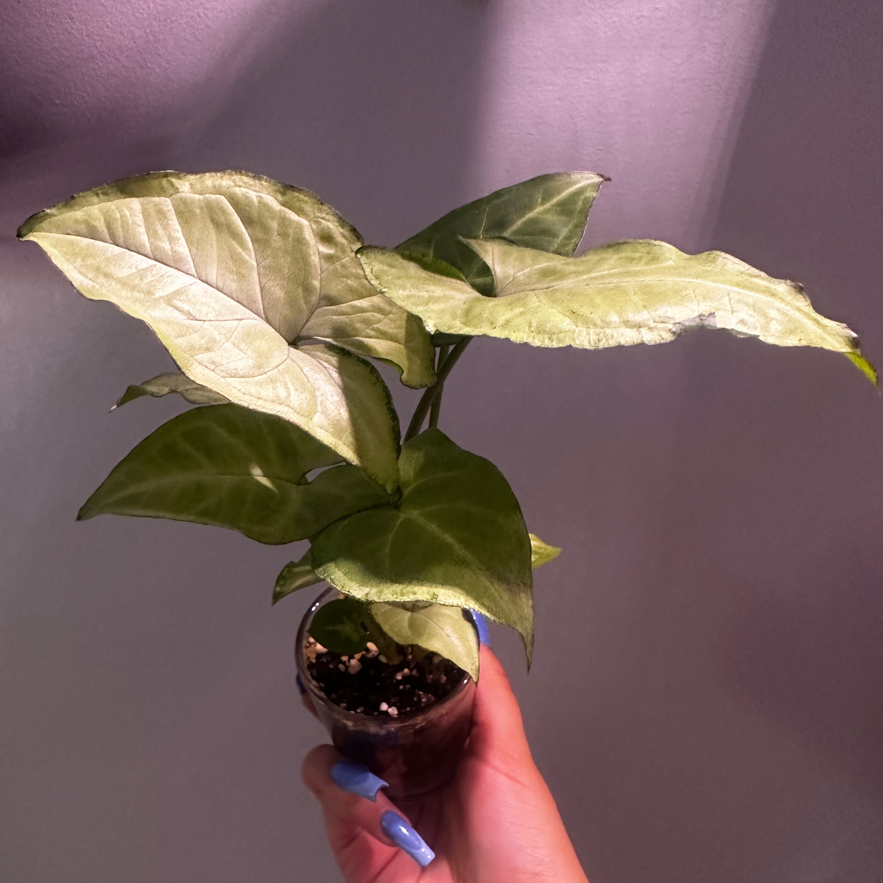 Ronan | A plant by @PlantitaMom on Greg