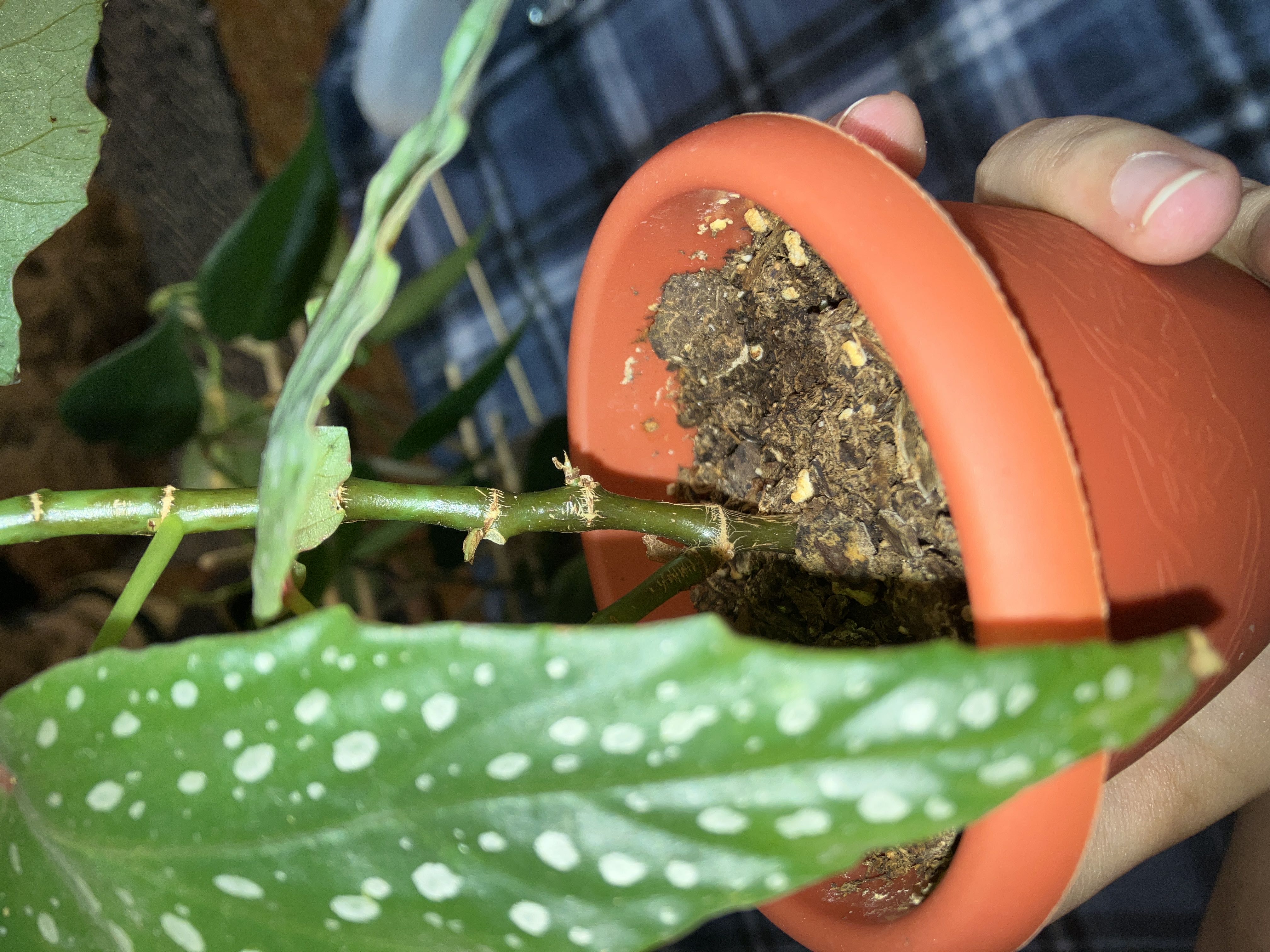 I noticed my polkadotted begonias stem is kind of dark bu...