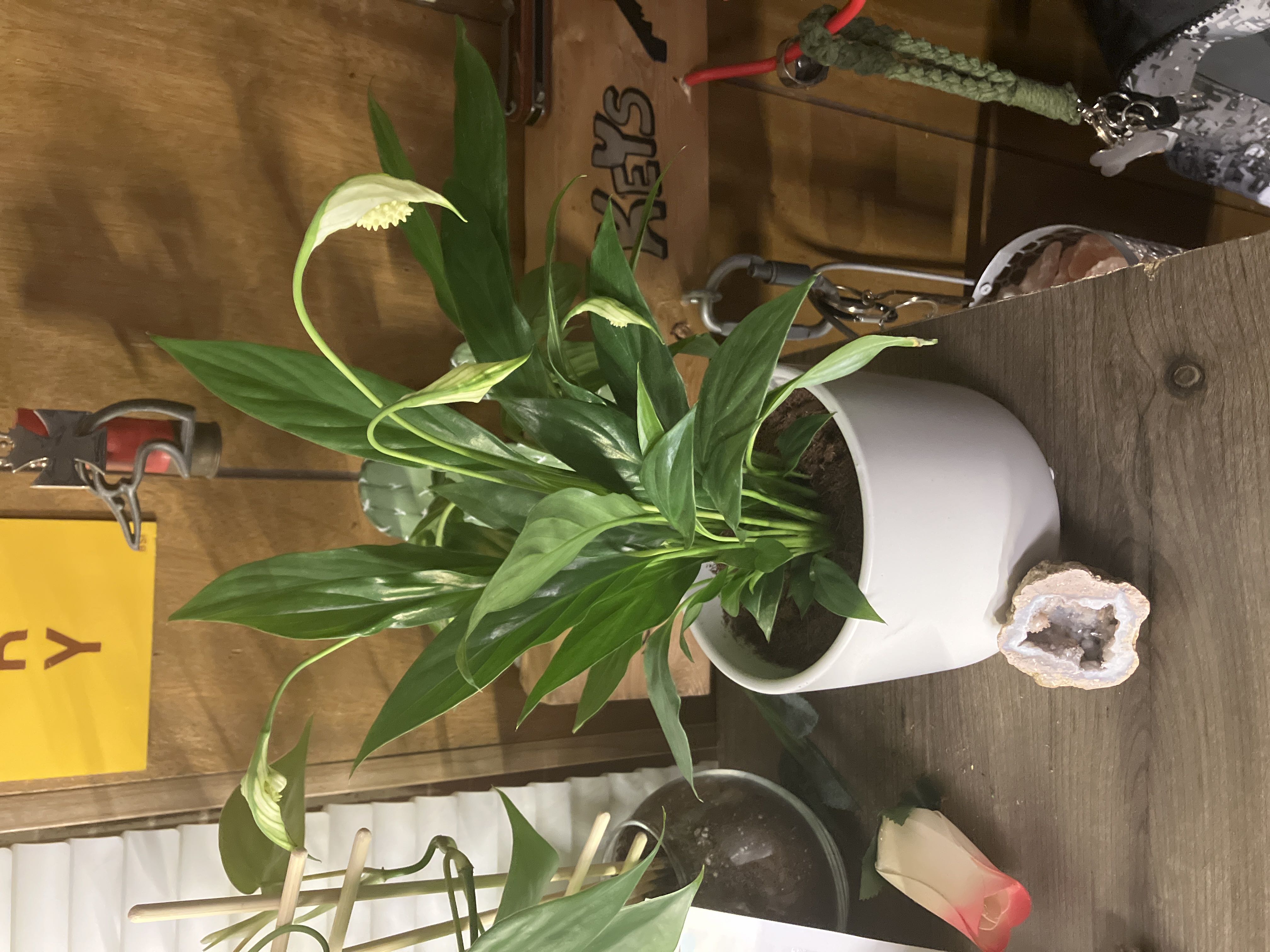 Why do you hate me so, Peace Lily?